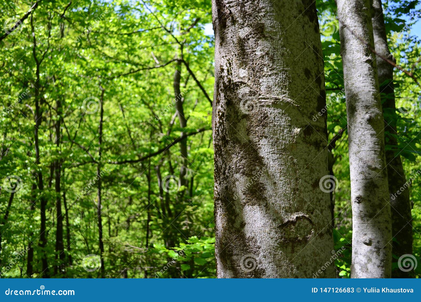 Spring Beech Forest with Fresh Light Green Foliage Stock Image - Image ...