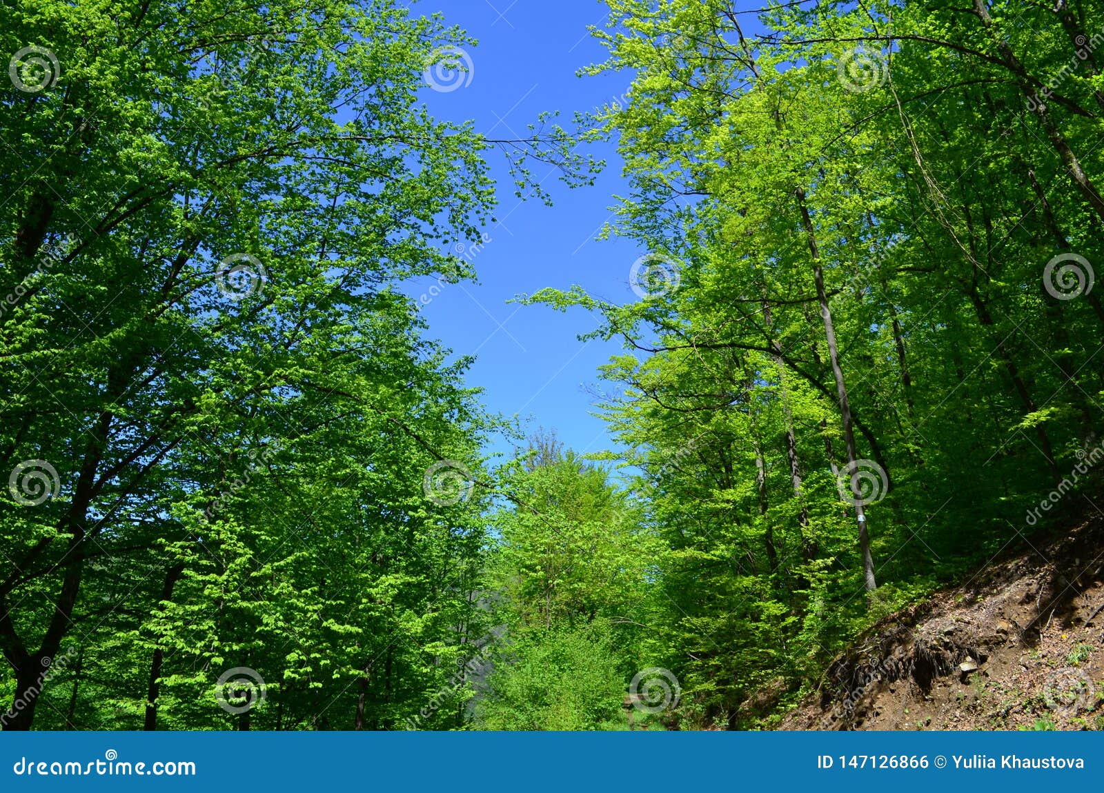 Spring Beech Forest with Fresh Light Green Foliage Stock Photo - Image ...