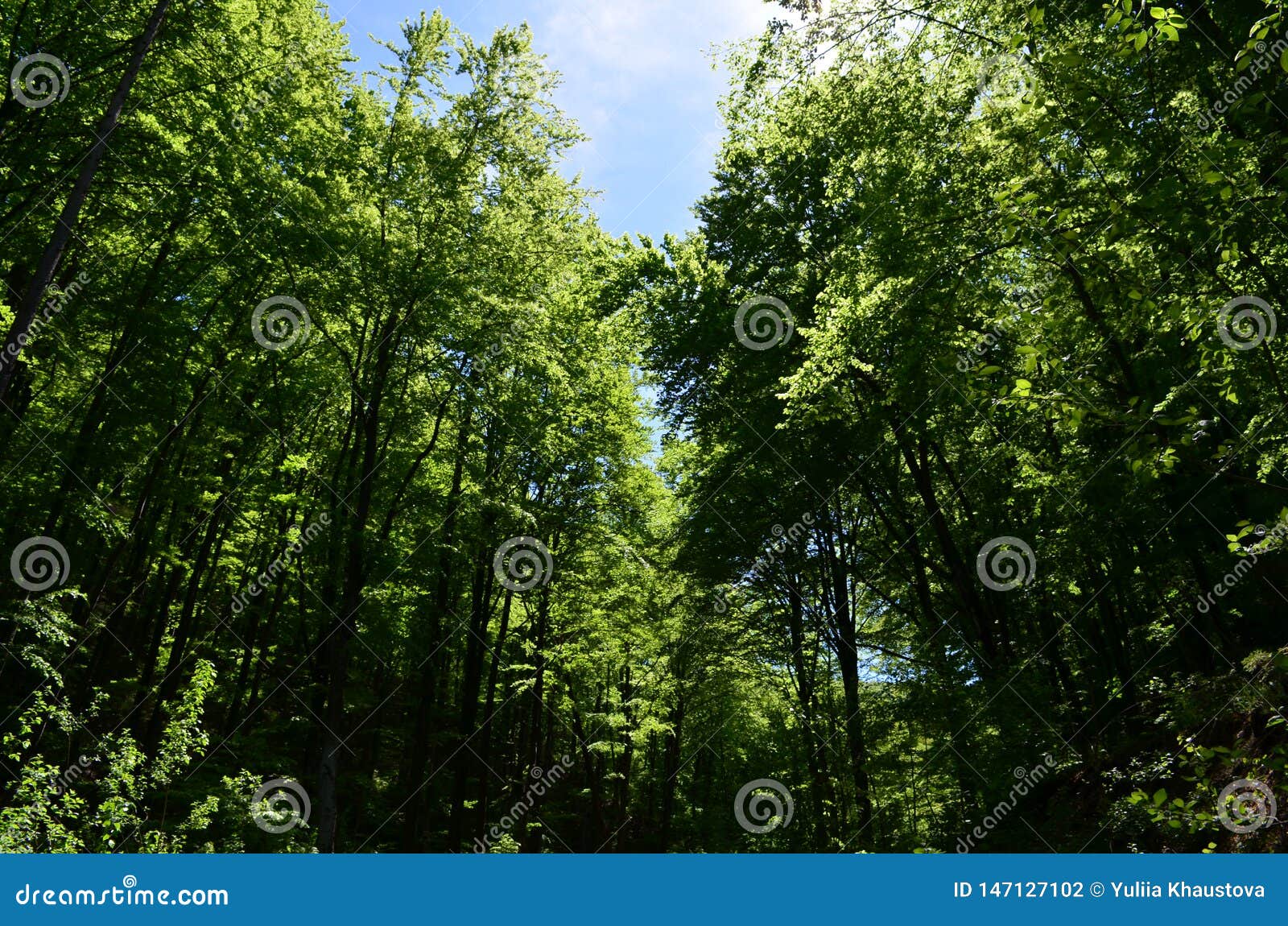 Spring Beech Forest with Fresh Light Green Foliage Stock Photo - Image ...