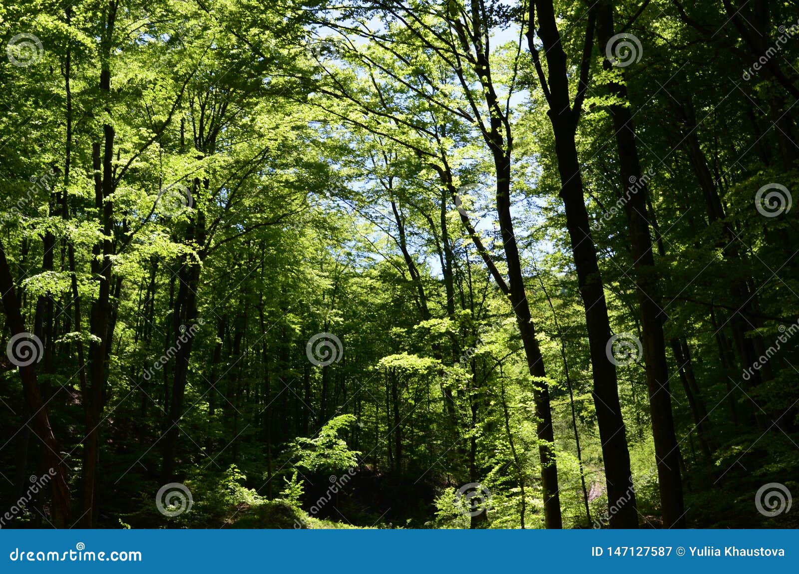 Spring Beech Forest with Fresh Light Green Foliage Stock Image - Image ...