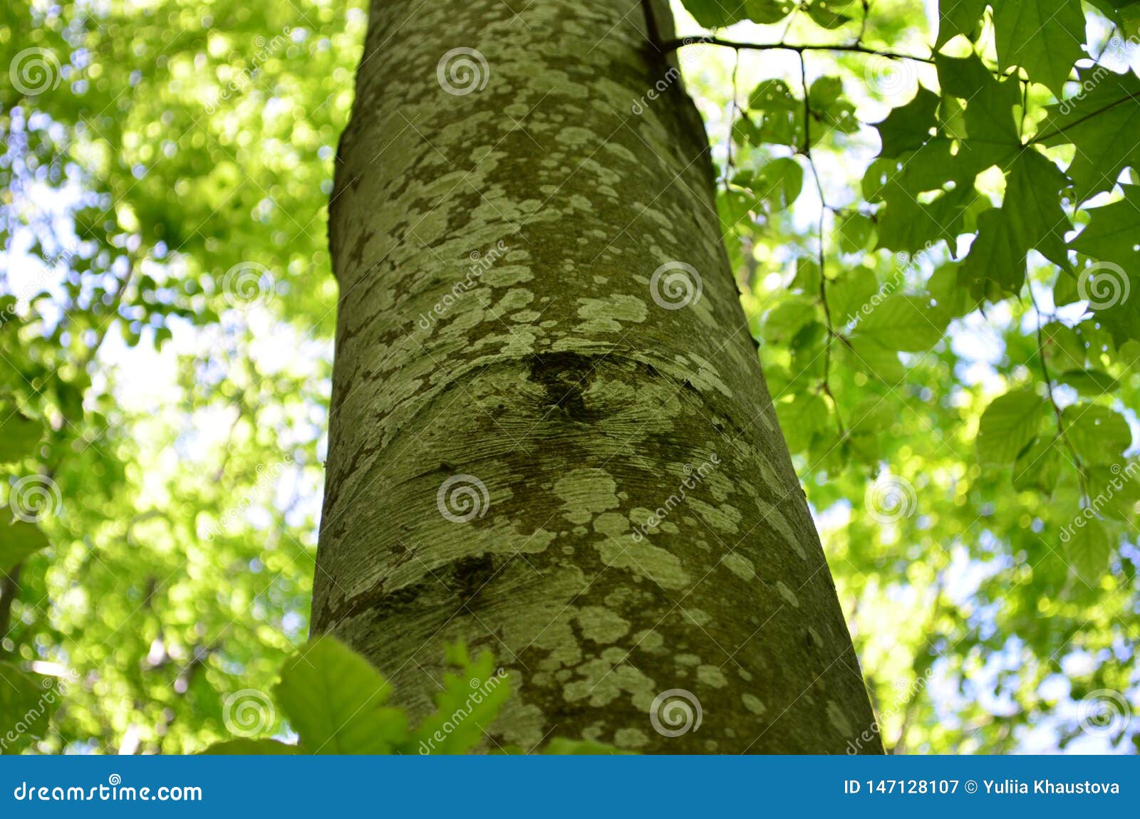Spring Beech Forest with Fresh Light Green Foliage Stock Image - Image ...
