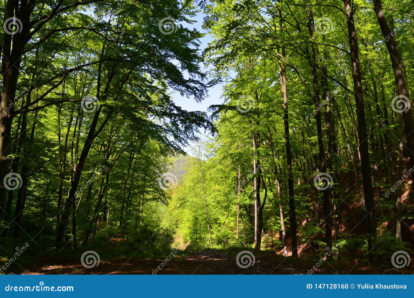 Spring Beech Forest with Fresh Light Green Foliage Stock Photo - Image ...