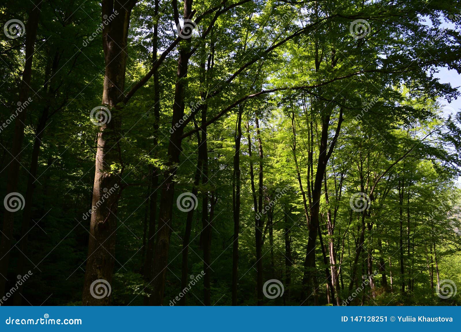 Spring Beech Forest with Fresh Light Green Foliage Stock Image - Image ...