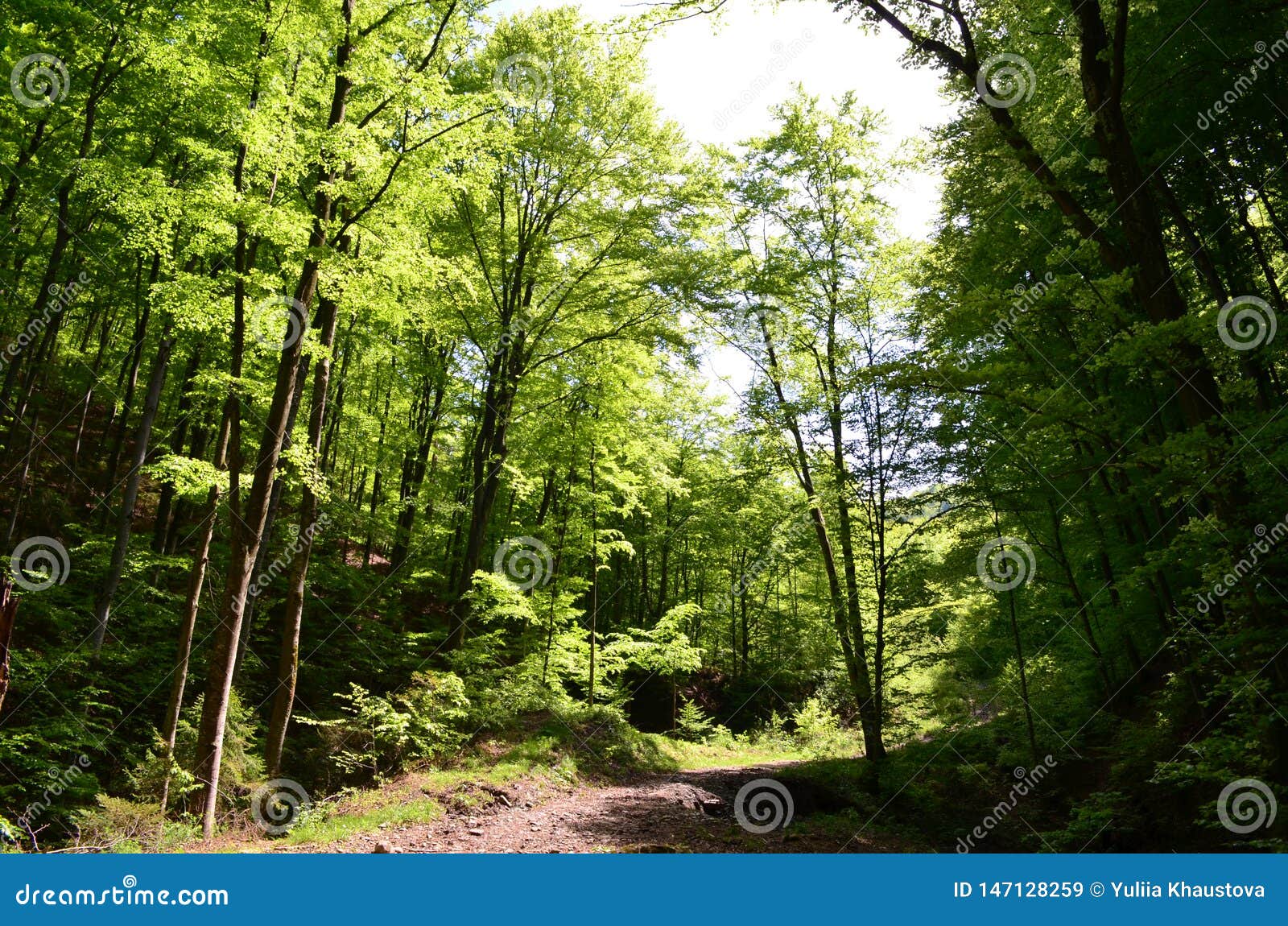 Spring Beech Forest with Fresh Light Green Foliage Stock Image - Image ...