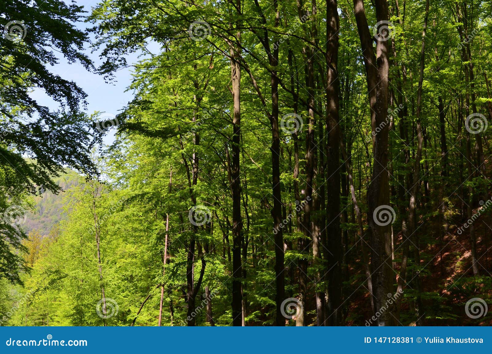 Spring Beech Forest with Fresh Light Green Foliage Stock Image - Image ...