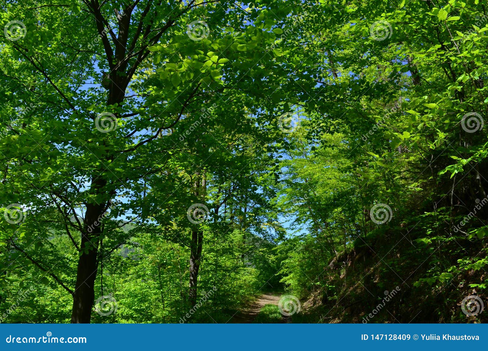 Spring Beech Forest with Fresh Light Green Foliage Stock Image - Image ...