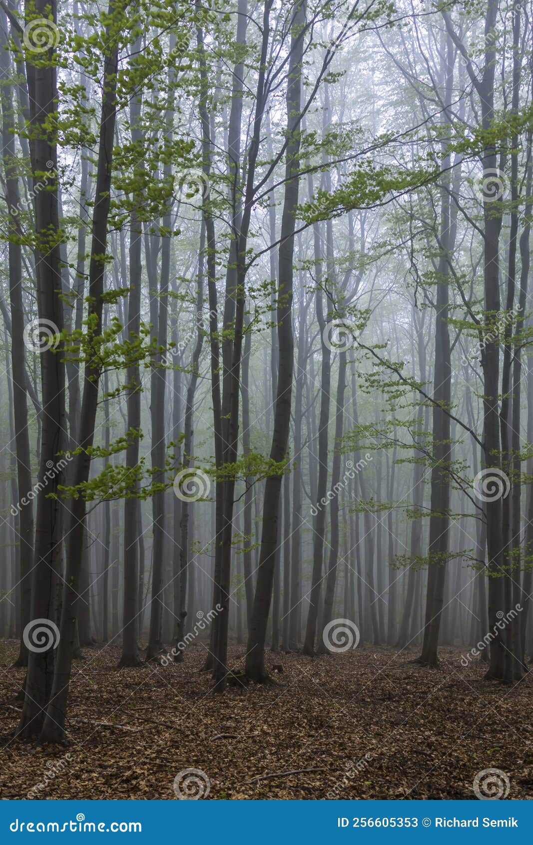 Spring Beech Forest in White Carpathians, Southern Moravia, Czech ...