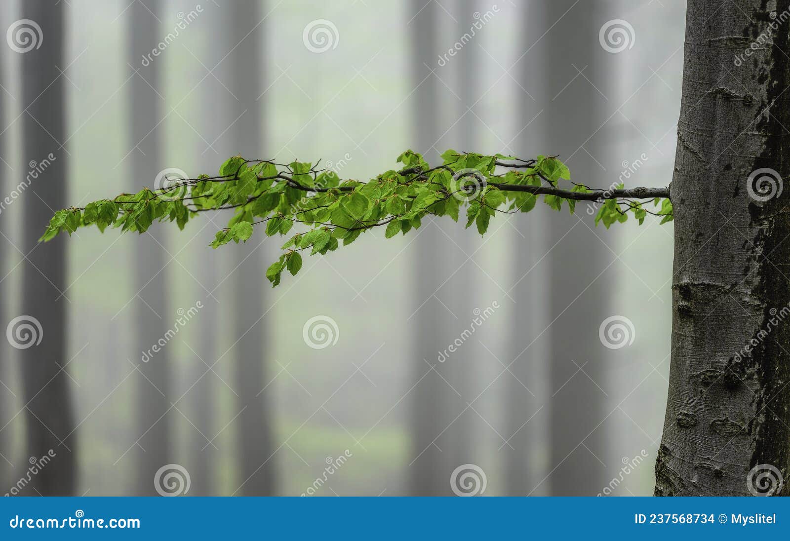 Spring Beech Tree with Leaves Stock Photo - Image of season, ecosystem ...