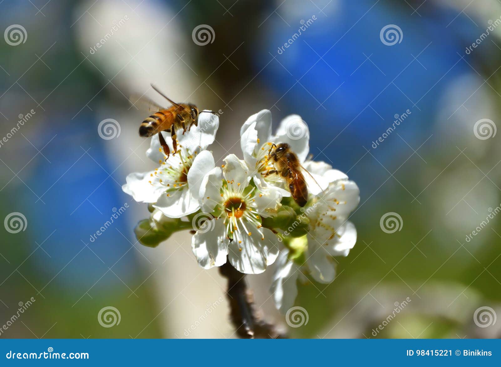Spring Bees Pollinating stock image. Image of coast, honey - 98415221