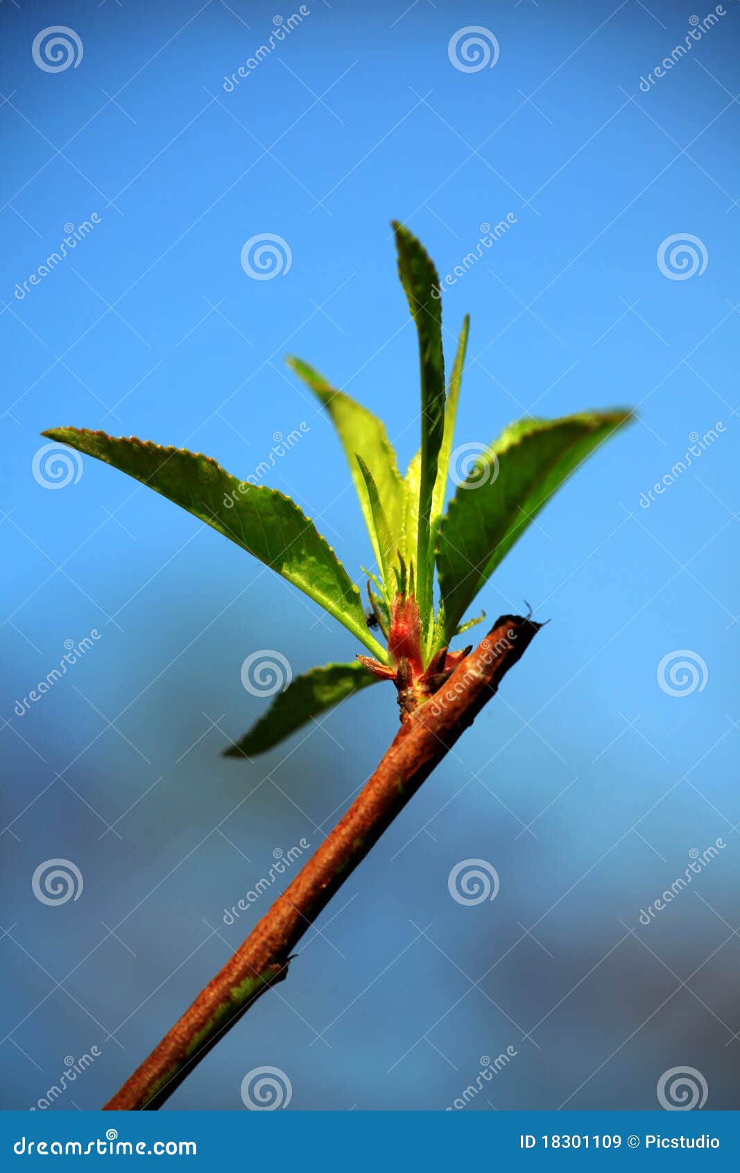 Spring begining stock image. Image of season, start, colored - 18301109