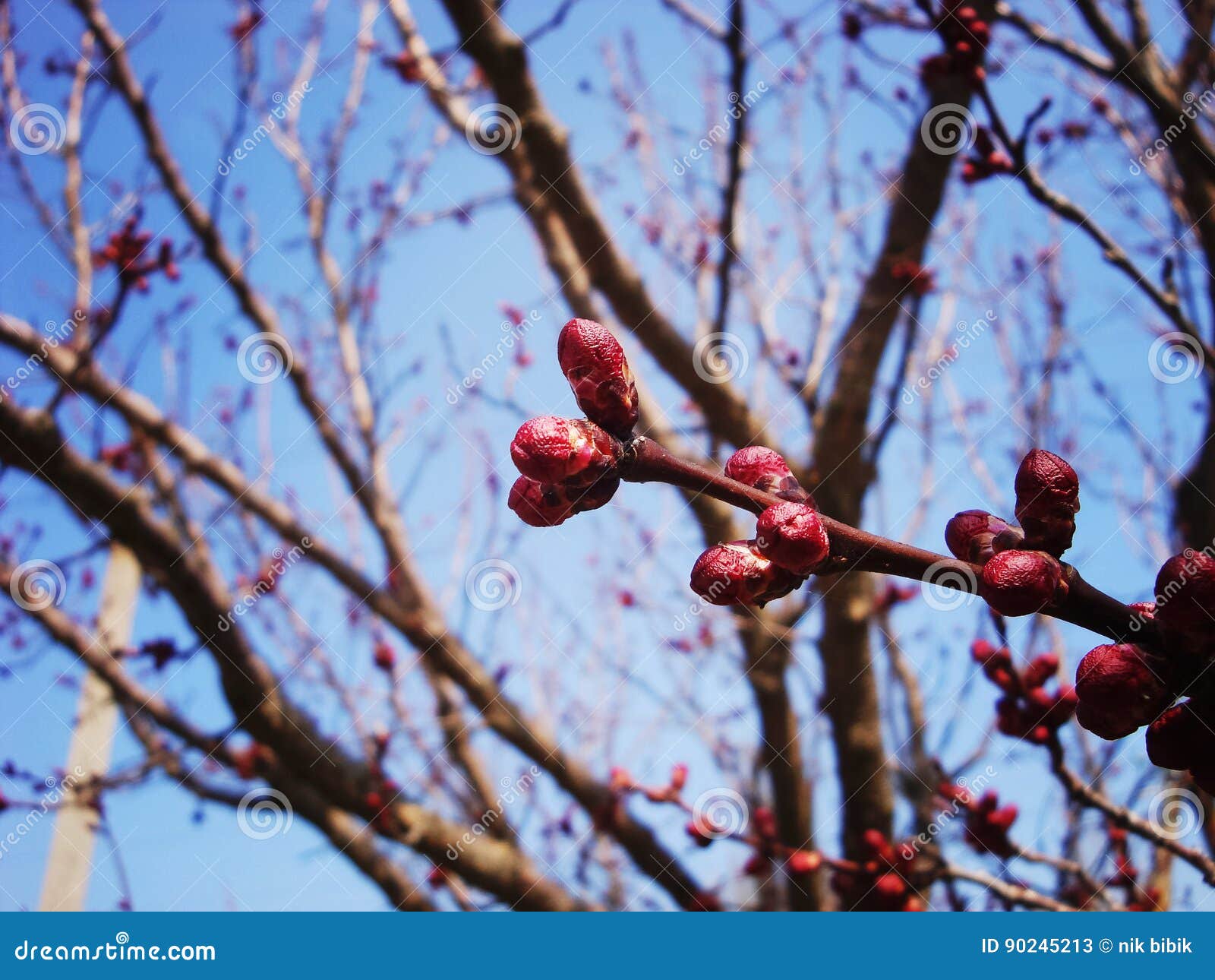 Spring Begins and Buds Appear on Fruit Trees. Stock Image - Image of ...