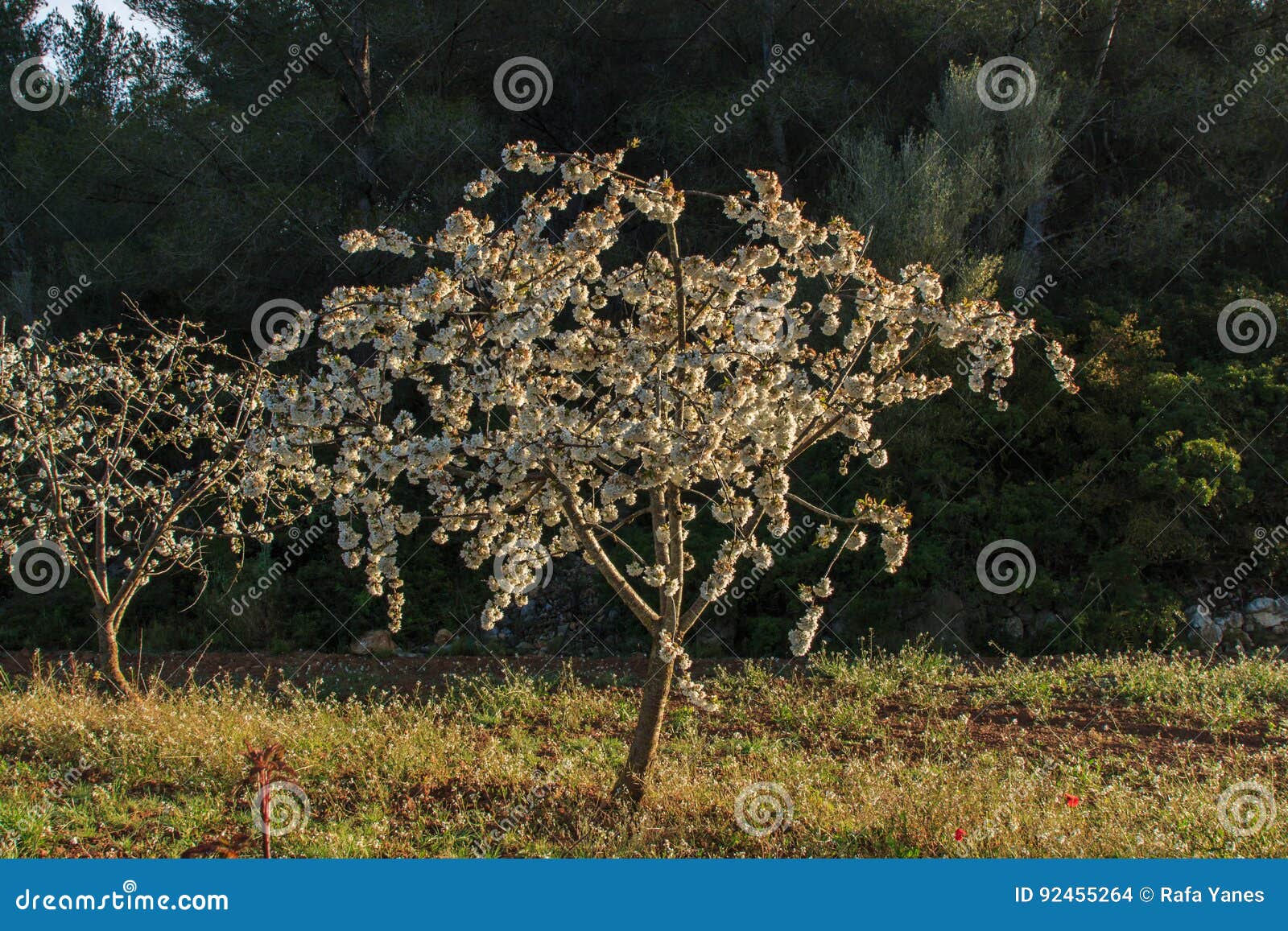 Spring Begins and Fruit Trees Begin To Bloom Stock Photo - Image of ...