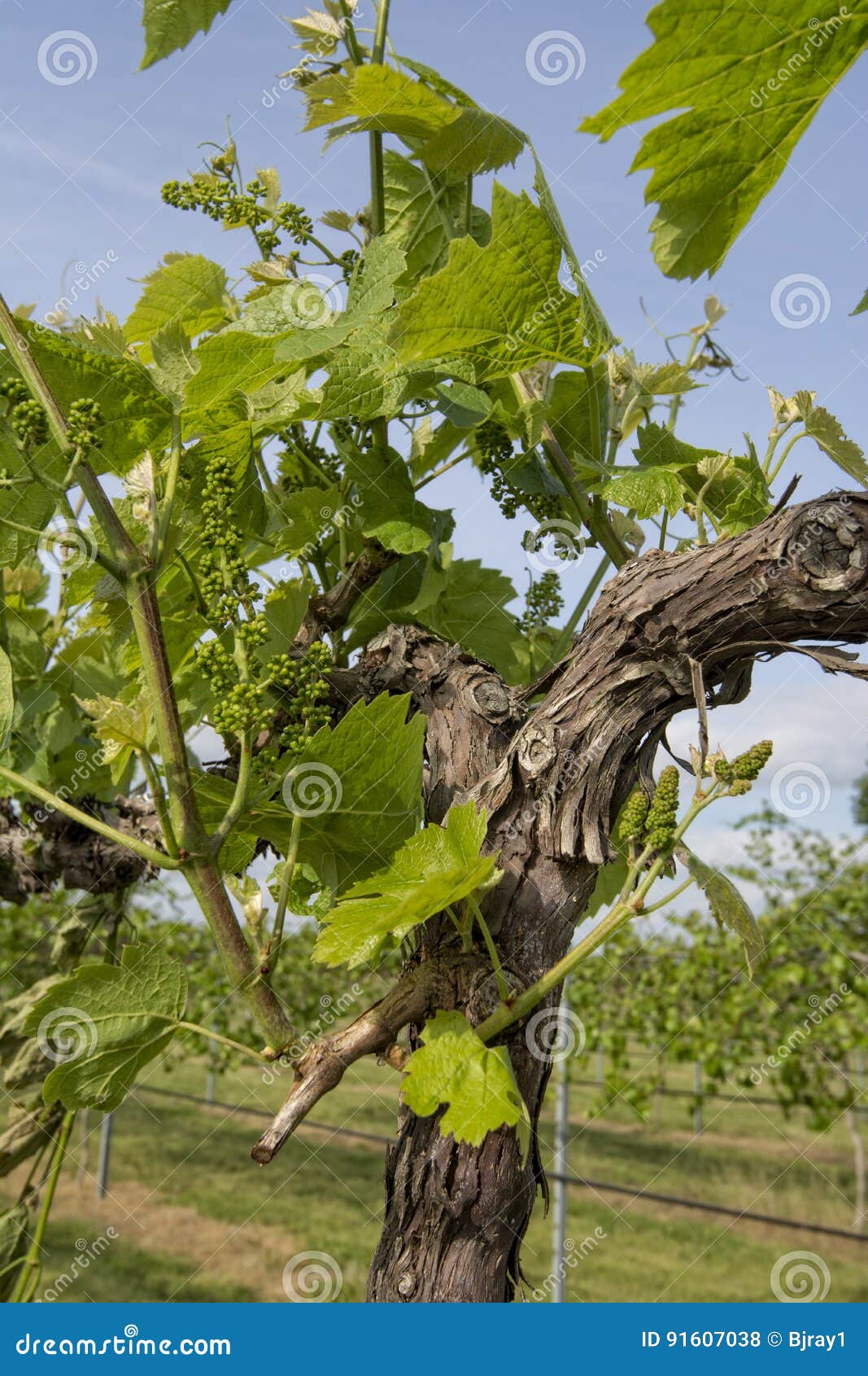 Spring Begins Grapes on the Vine Stock Photo - Image of grape, farm ...