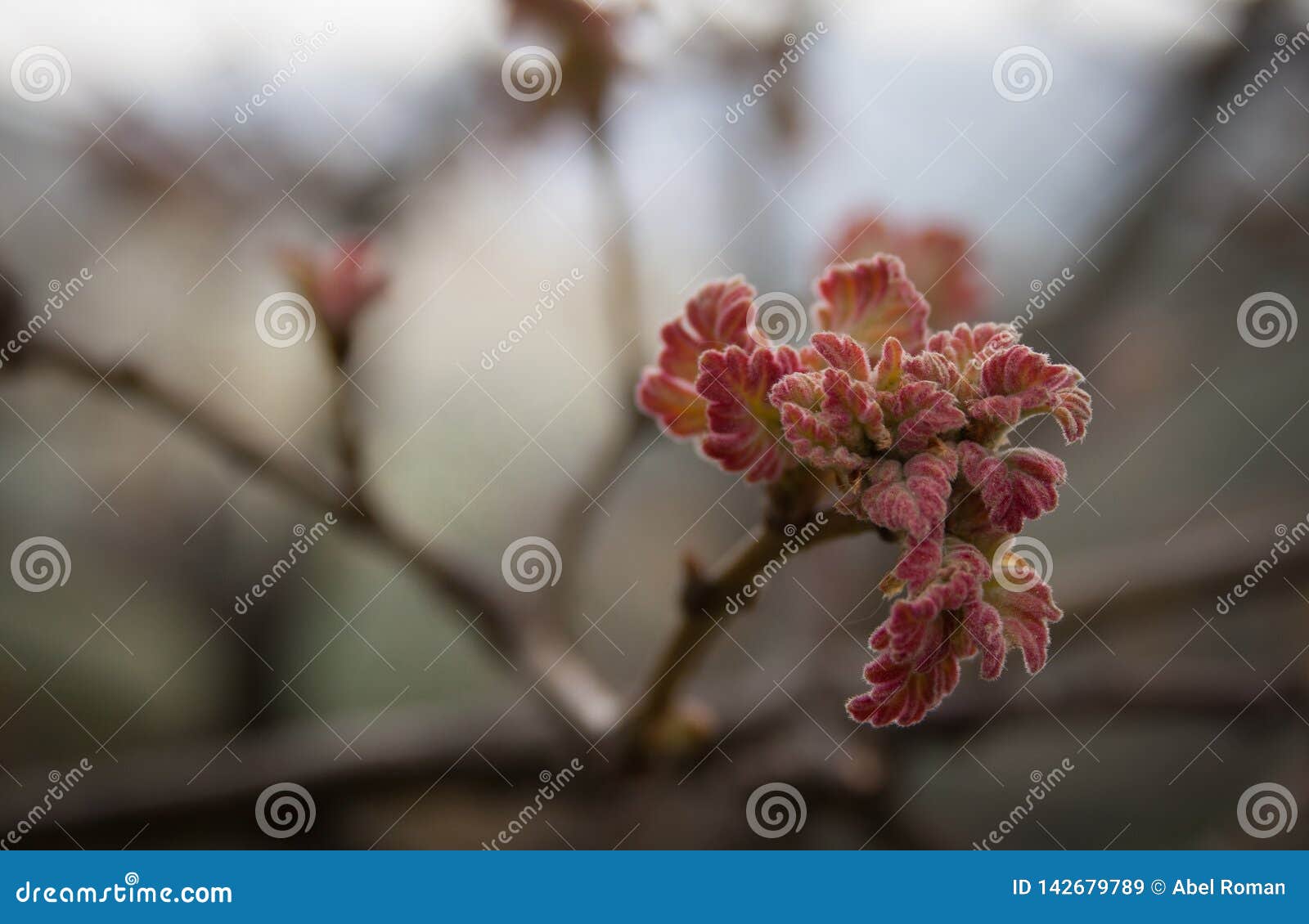 Spring begins in the world stock image. Image of fresh - 142679789