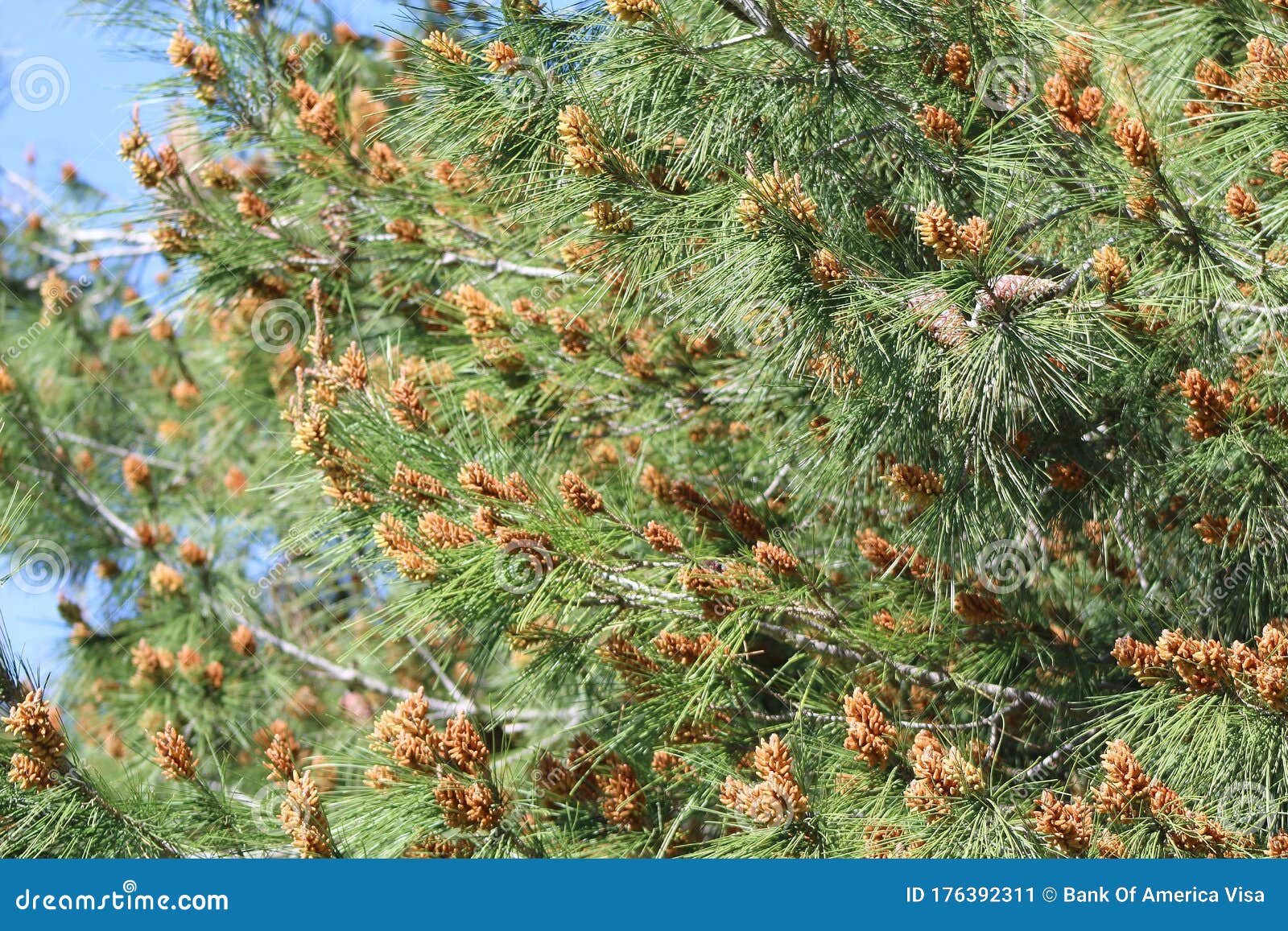 Spring Seed Pod on Long Needled Pine Stock Image - Image of spring ...