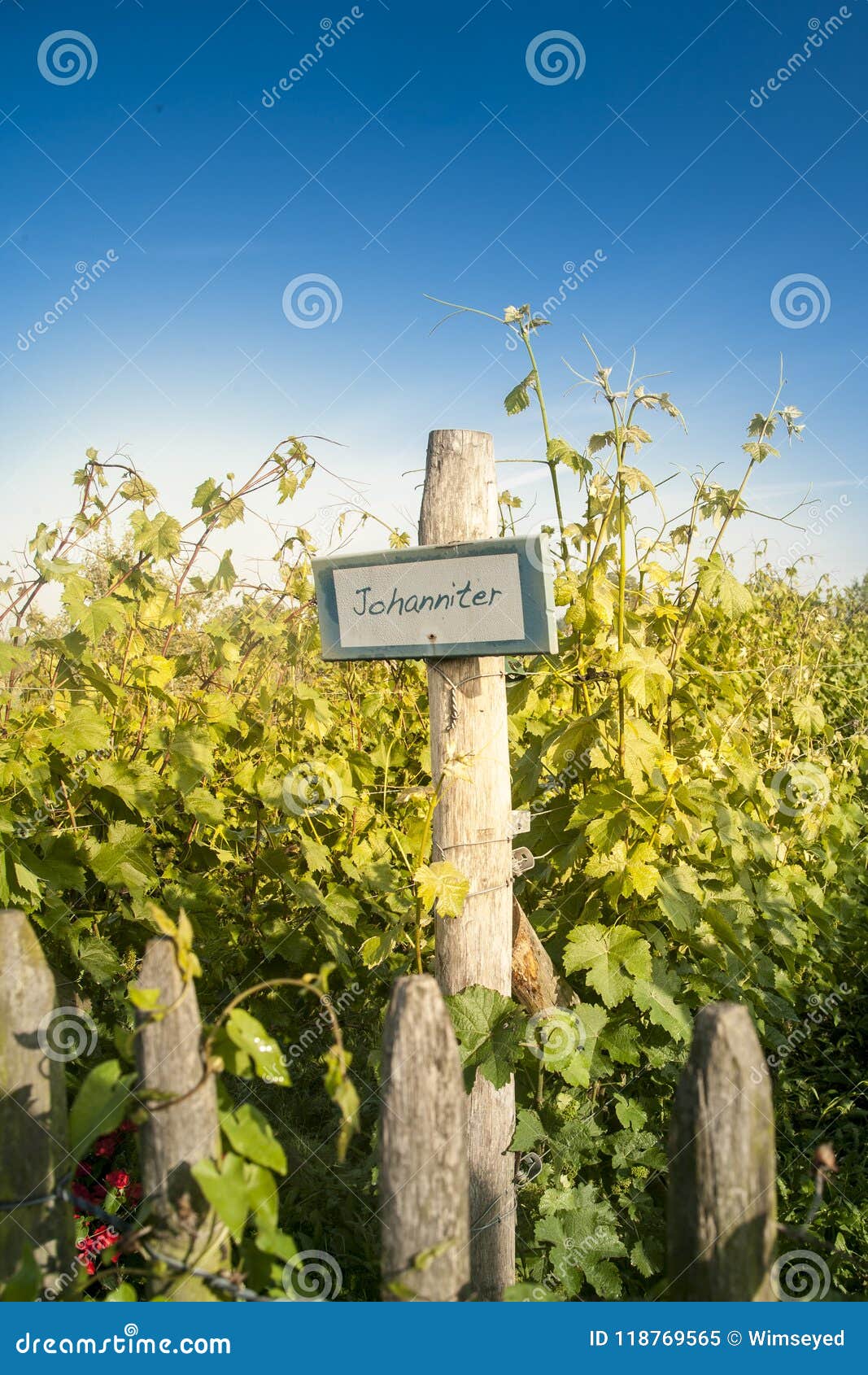 Johanniter Grapes Stock Photos - Free & Royalty-Free Stock Photos from ...