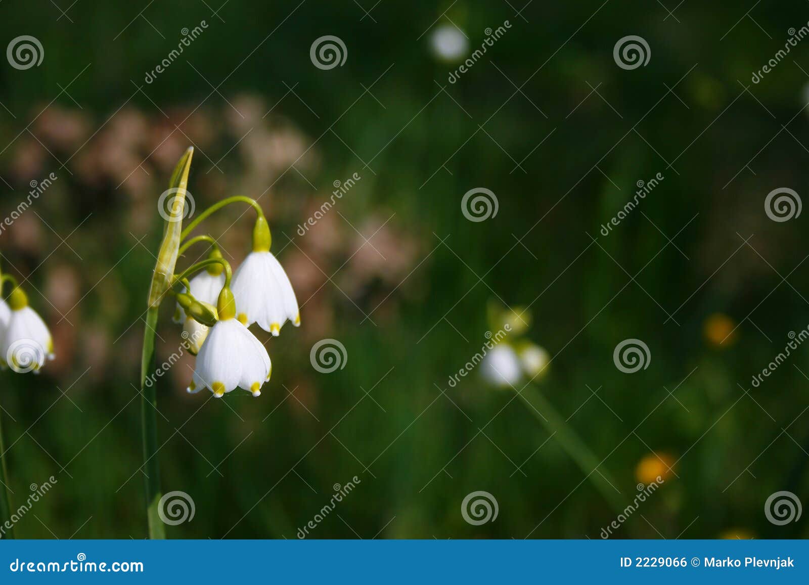 Spring Bell Picture. Image: 2229066