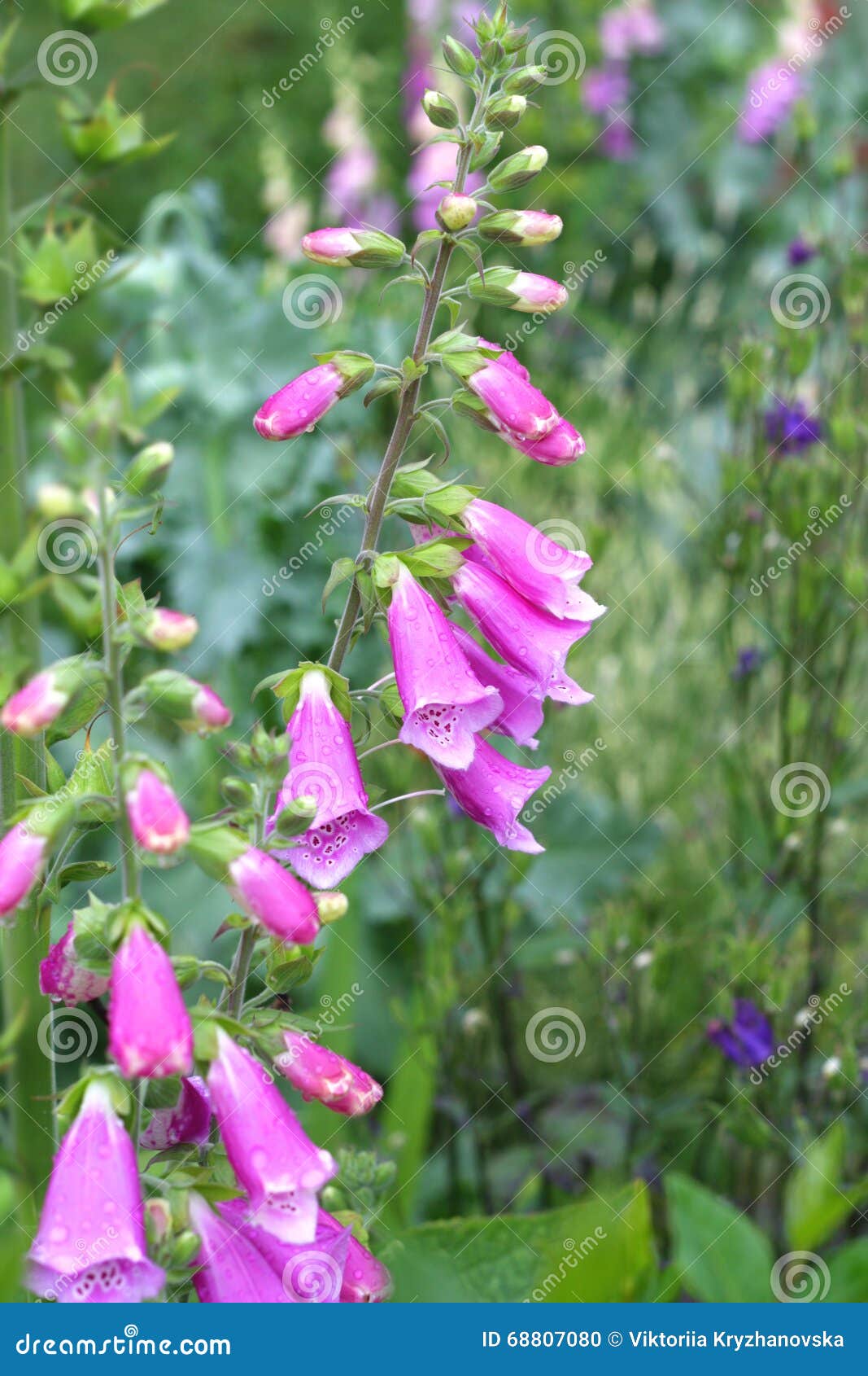 Spring bell flowers. stock photo. Image of background - 68807080