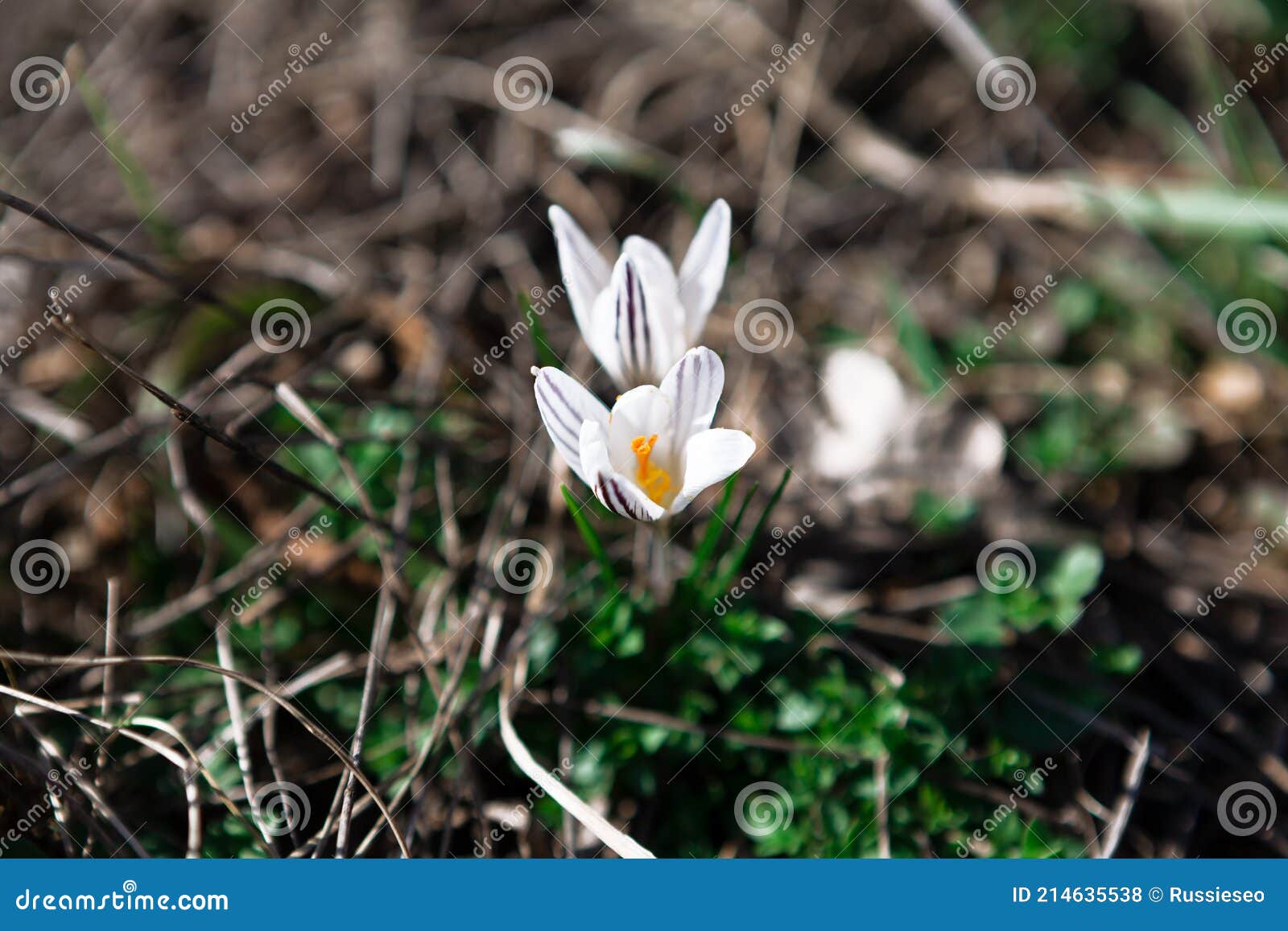 Spring bells flowers stock photo. Image of harmony, grass - 214635538