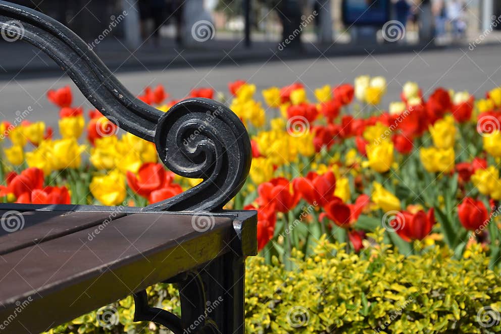 Spring bench stock photo. Image of green, park, yellow - 70137026