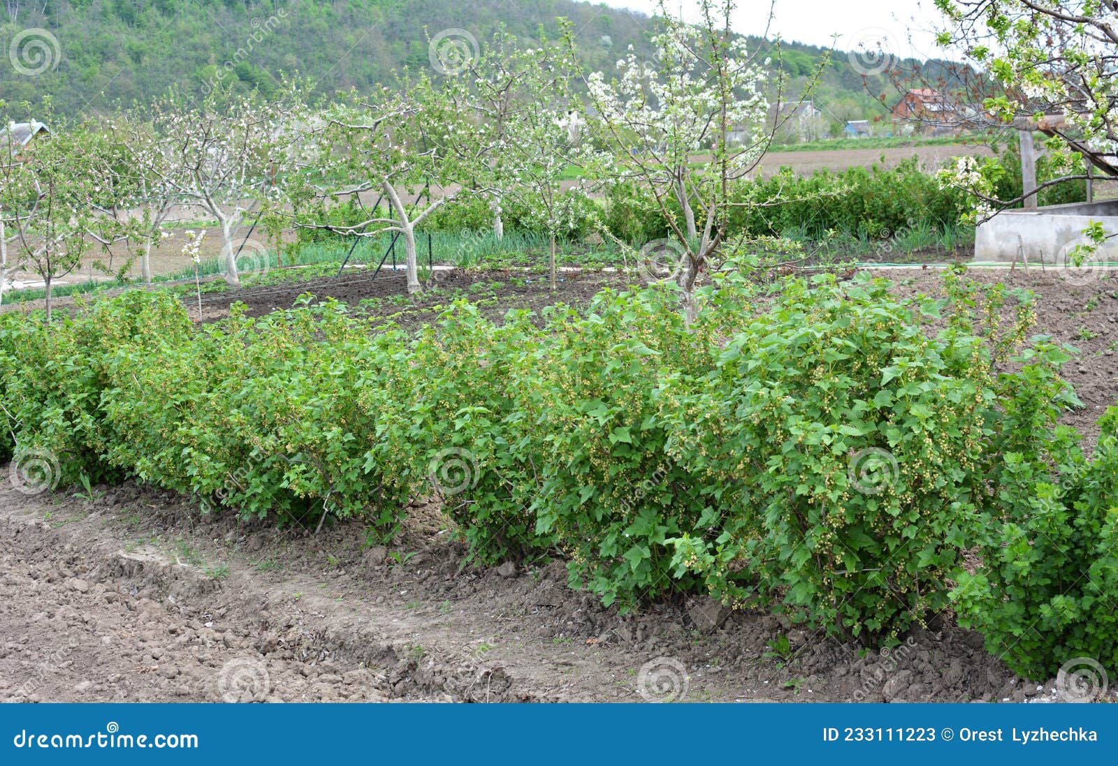 In Spring, Berry Bushes Grow in the Garden Stock Image - Image of ...