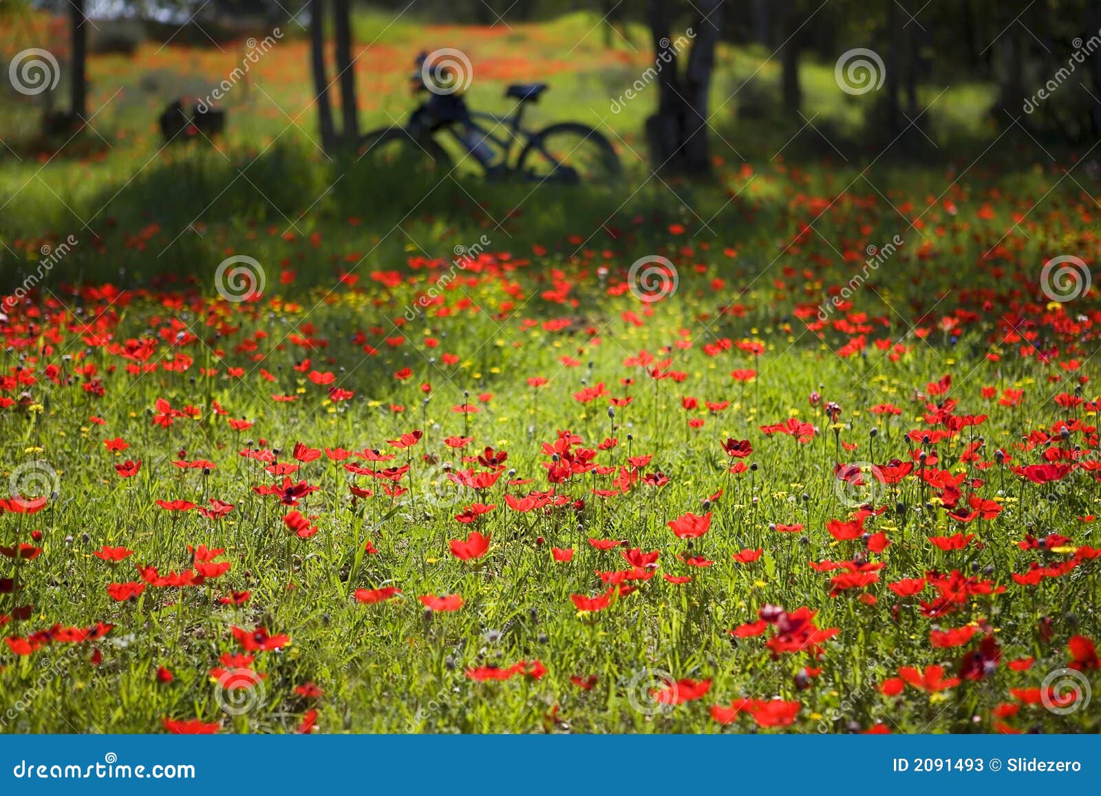 Spring bicycle trip stock image. Image of flowering, field - 2091493