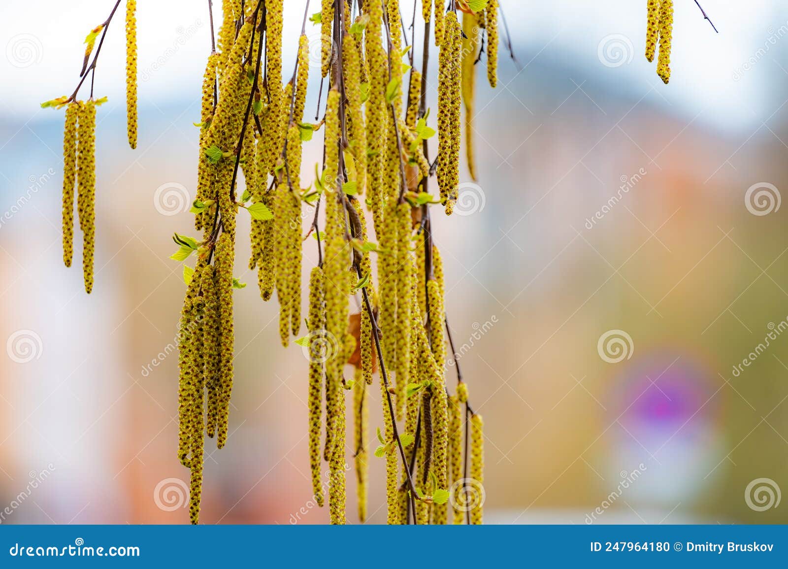 Spring birch blossoms stock photo. Image of branch, flower - 247964180