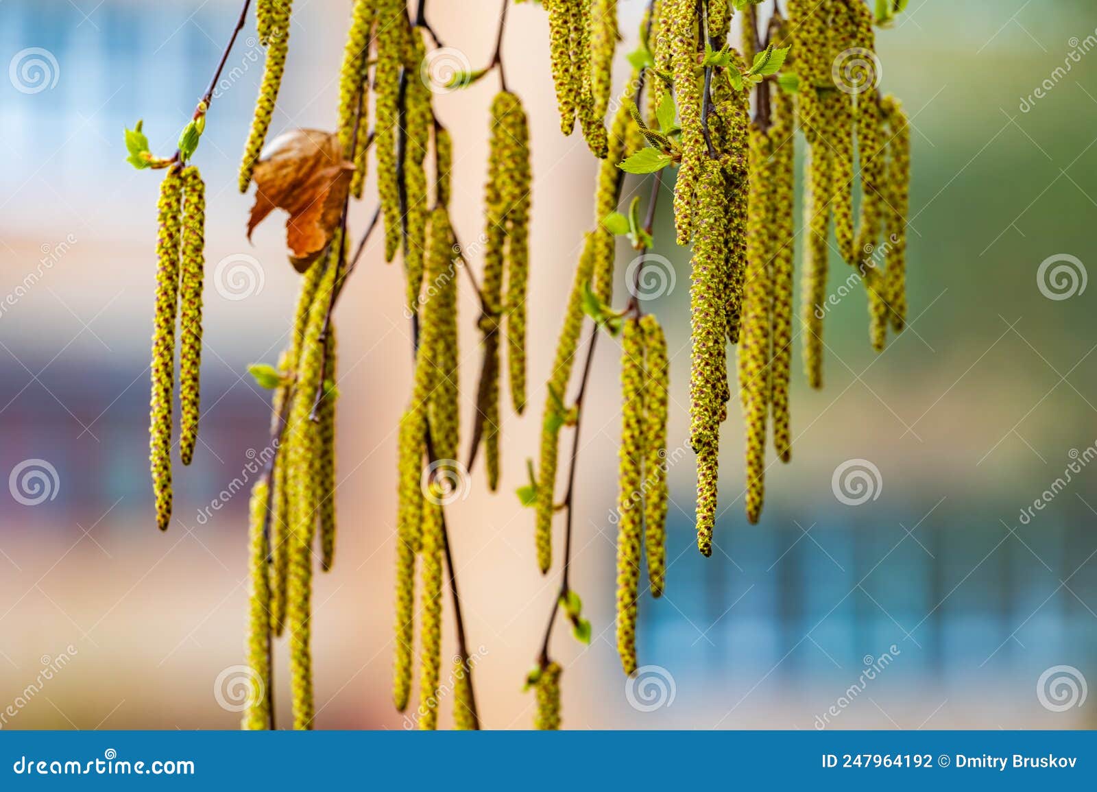Spring birch blossoms stock photo. Image of branch, leaf - 247964192