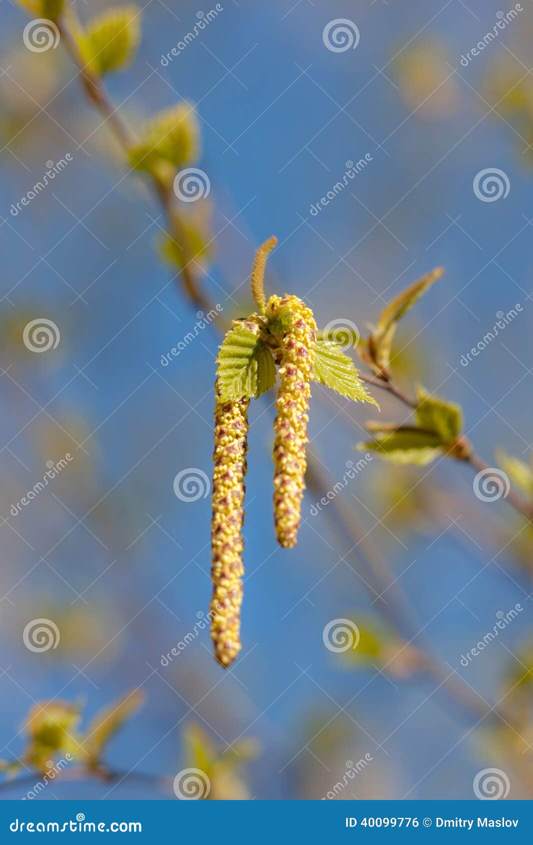 Spring birch stock photo. Image of aments, twig, sunlight - 40099776