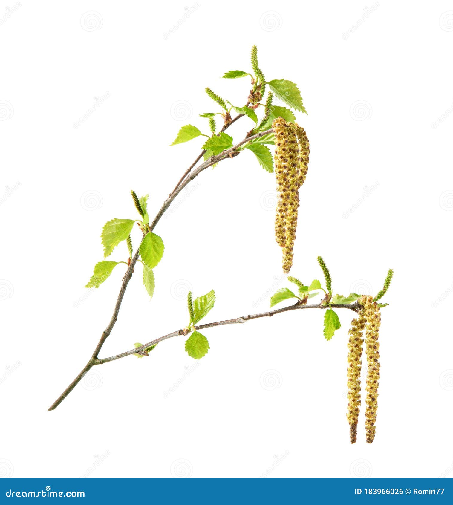 Spring Birch Branch with Catkins Stock Photo - Image of blossoming ...