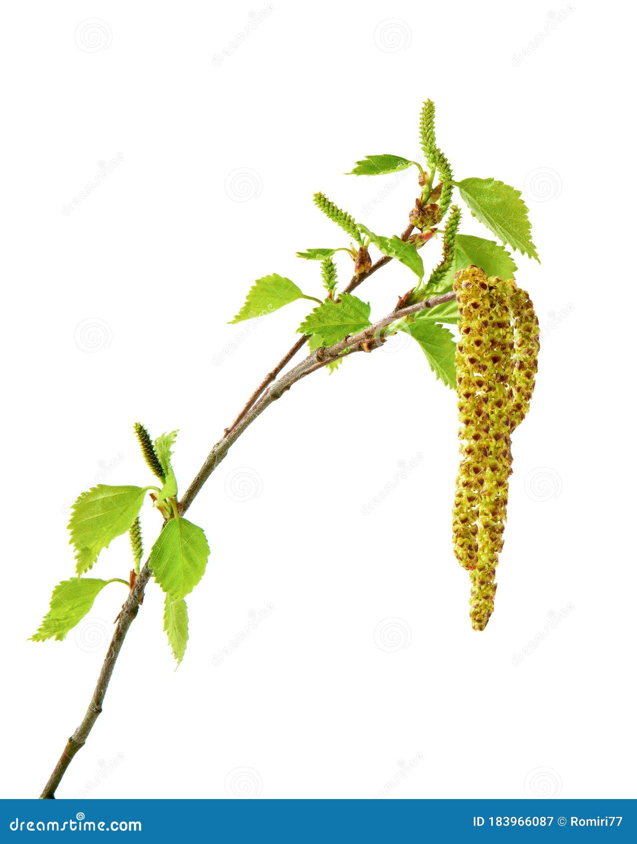 Spring Birch Branch with Catkins Stock Image - Image of natural ...