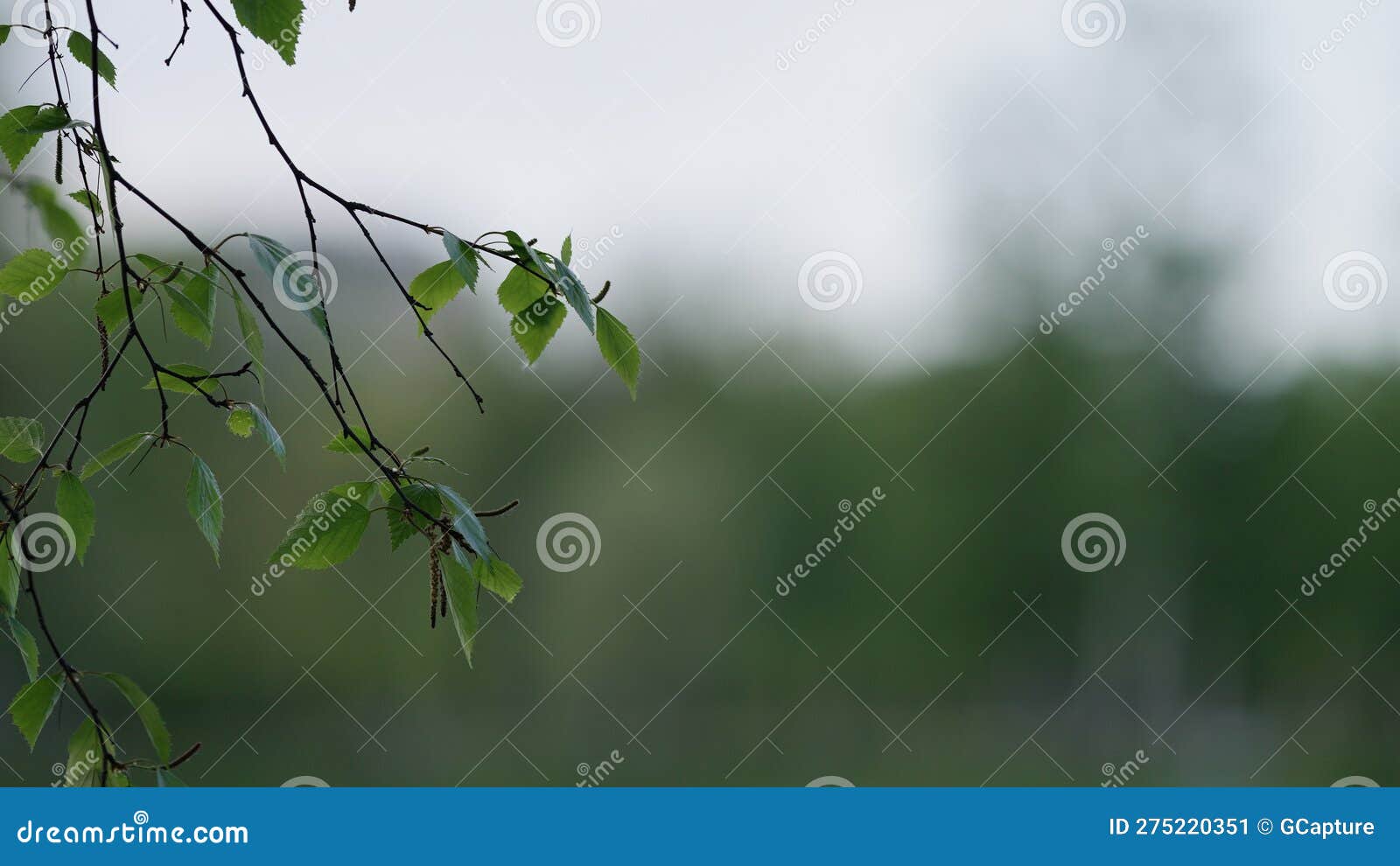 Spring Birch Branch with Leaves Stock Image - Image of wind, nature ...