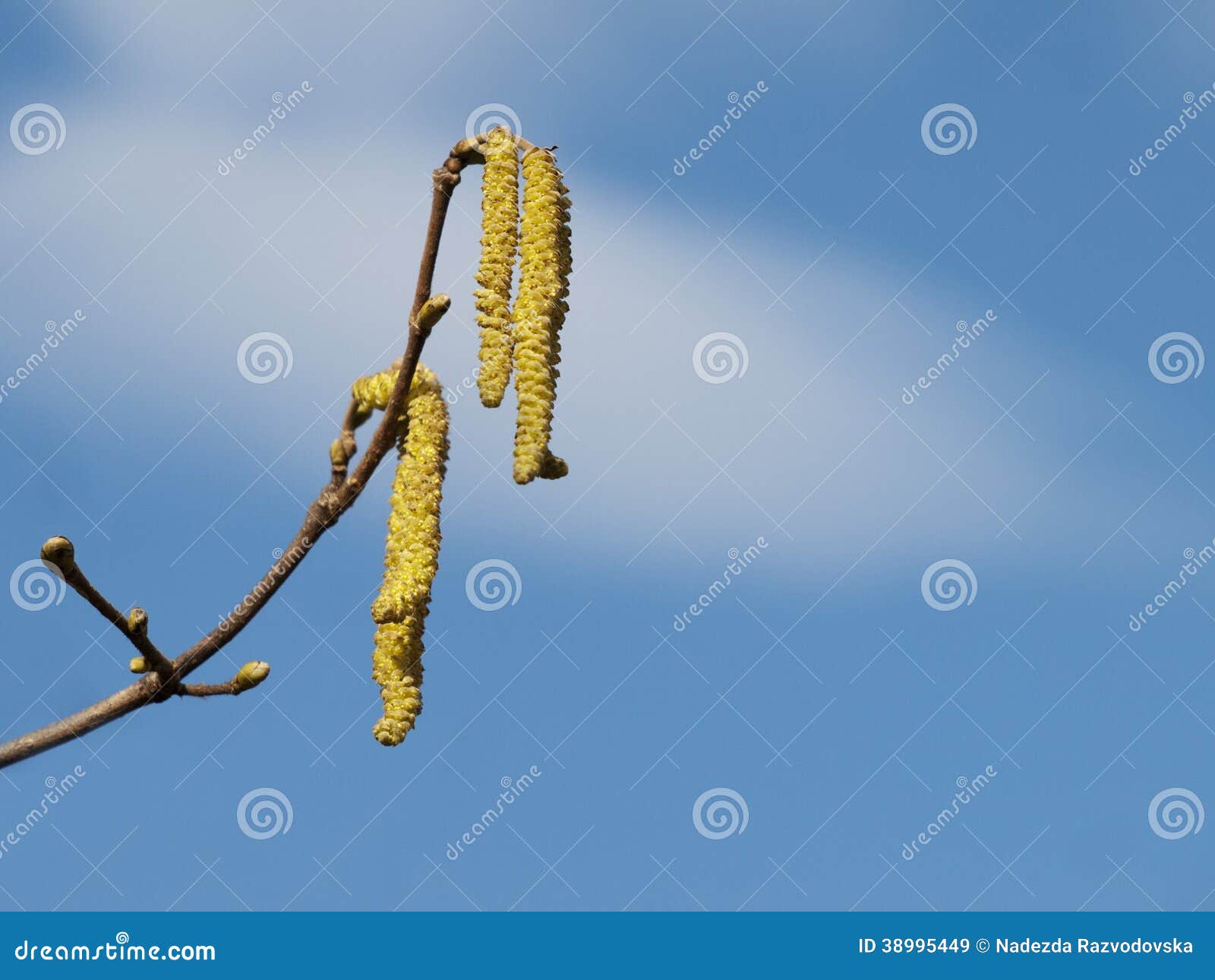 Spring Birch Branch stock image. Image of tree, pollen - 38995449