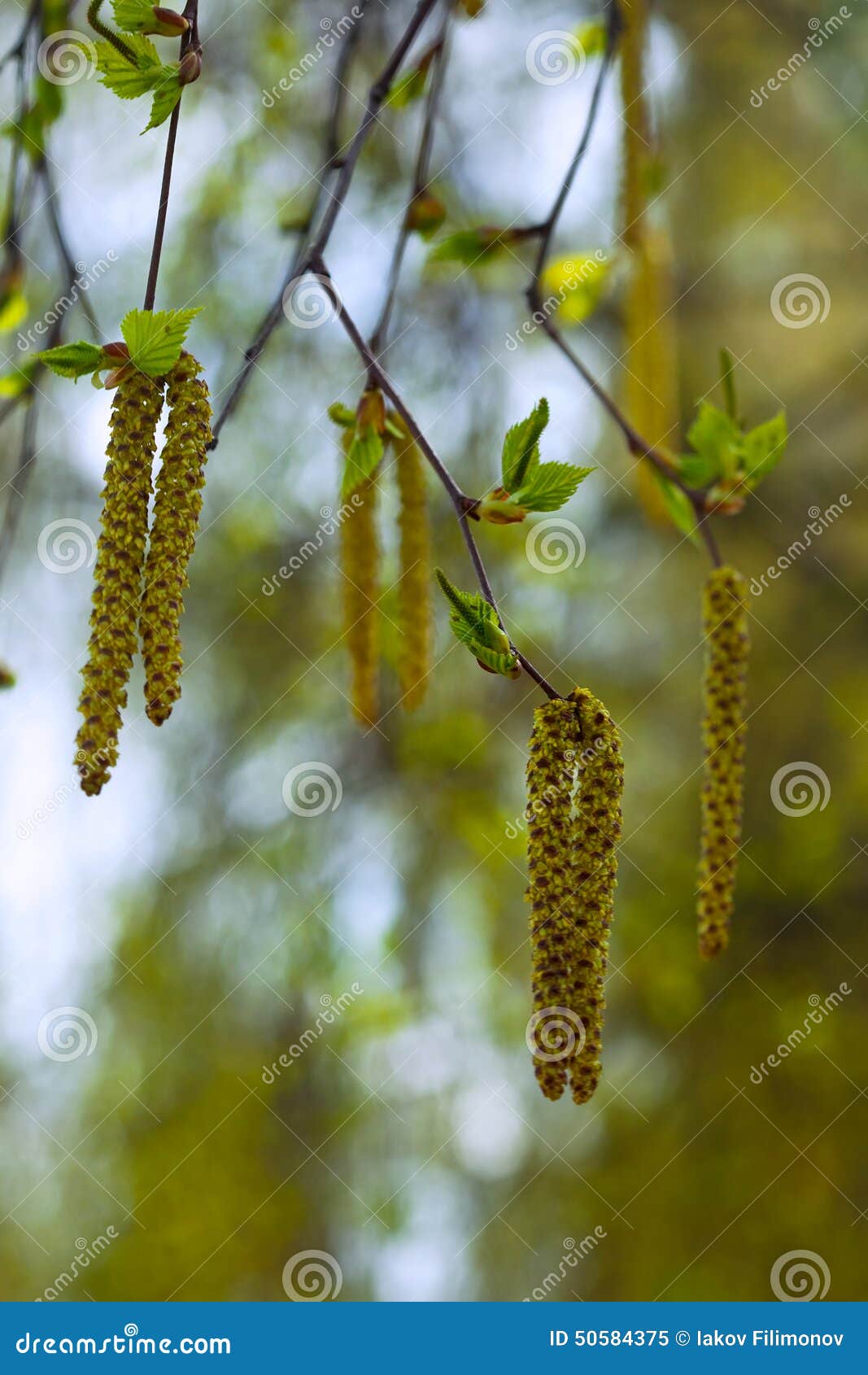 Spring birch branches stock image. Image of pollen, leaf - 50584375