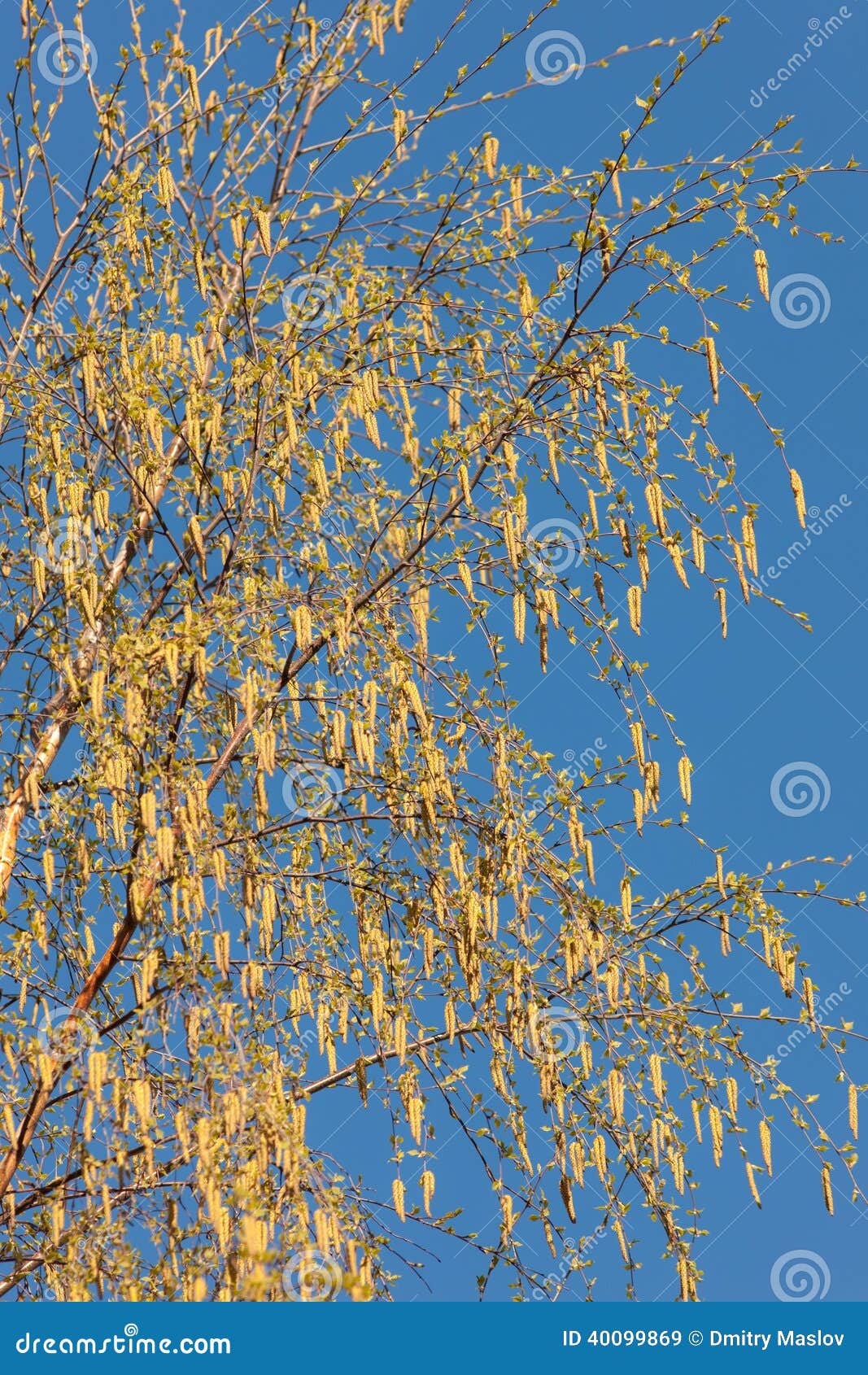 Spring birch stock image. Image of blue, spring, nature - 40099869