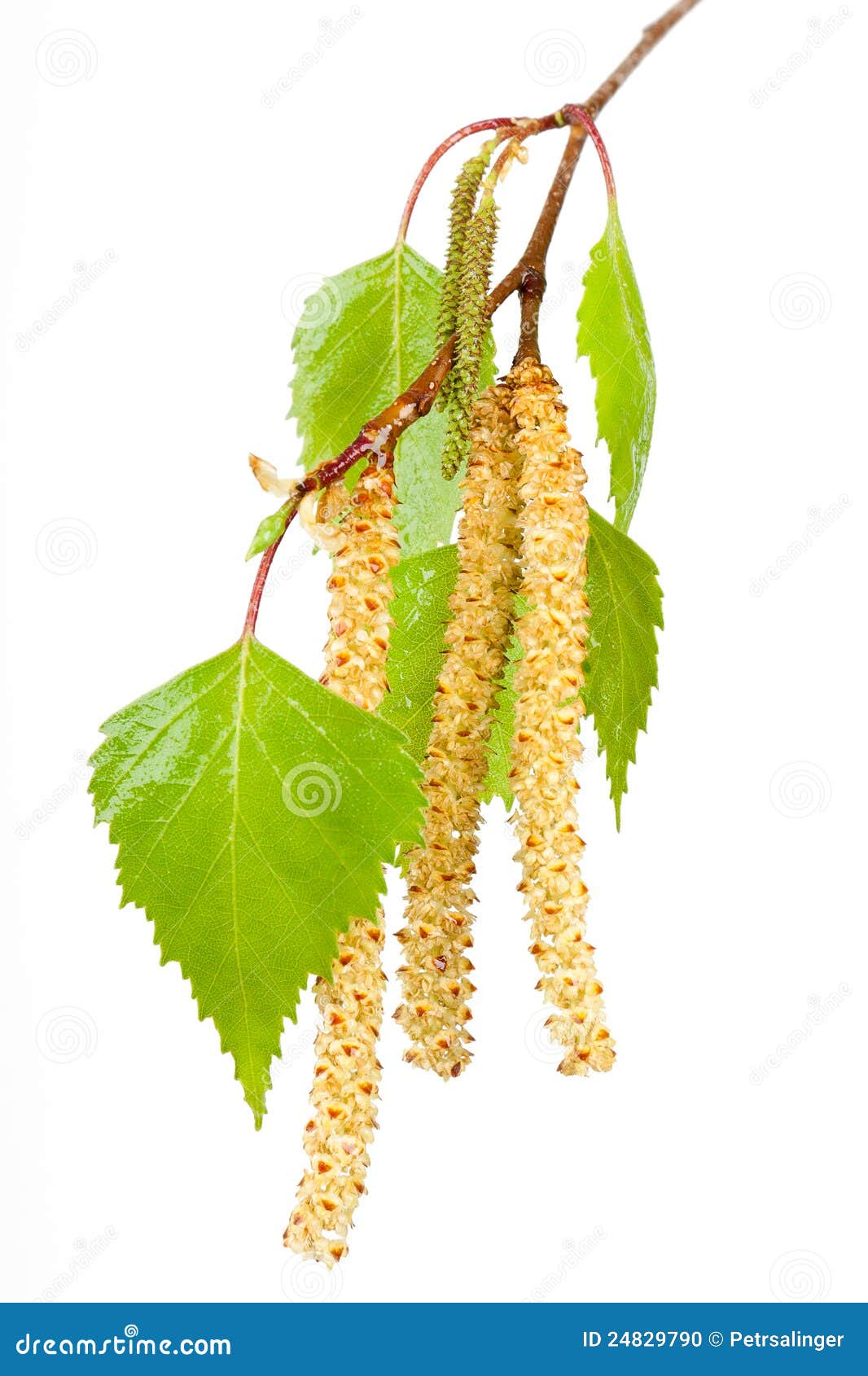 Spring birch buds stock photo. Image of garden, color - 24829790