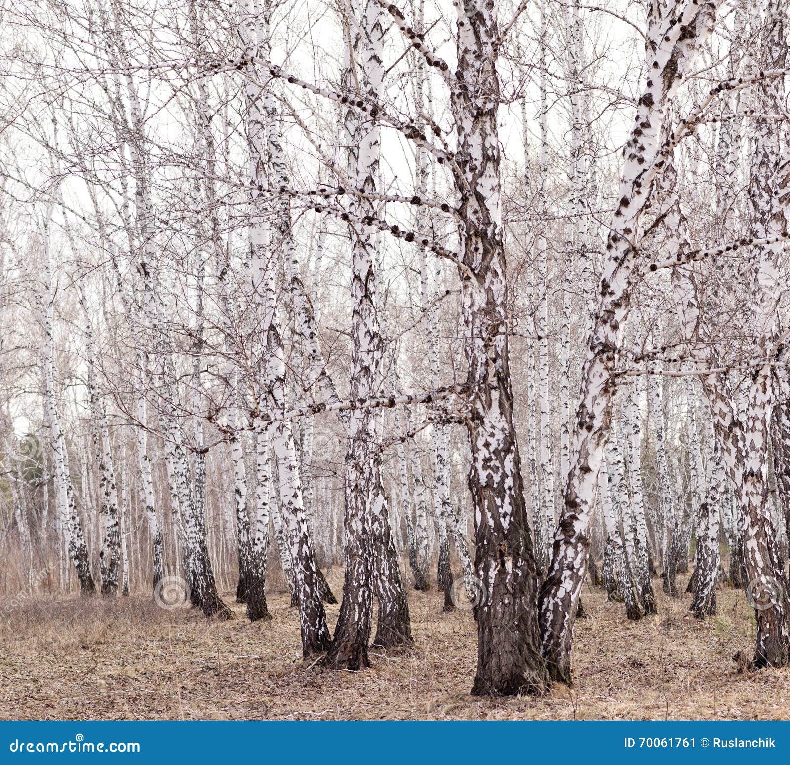 Spring birch forest stock image. Image of scene, nature - 70061761