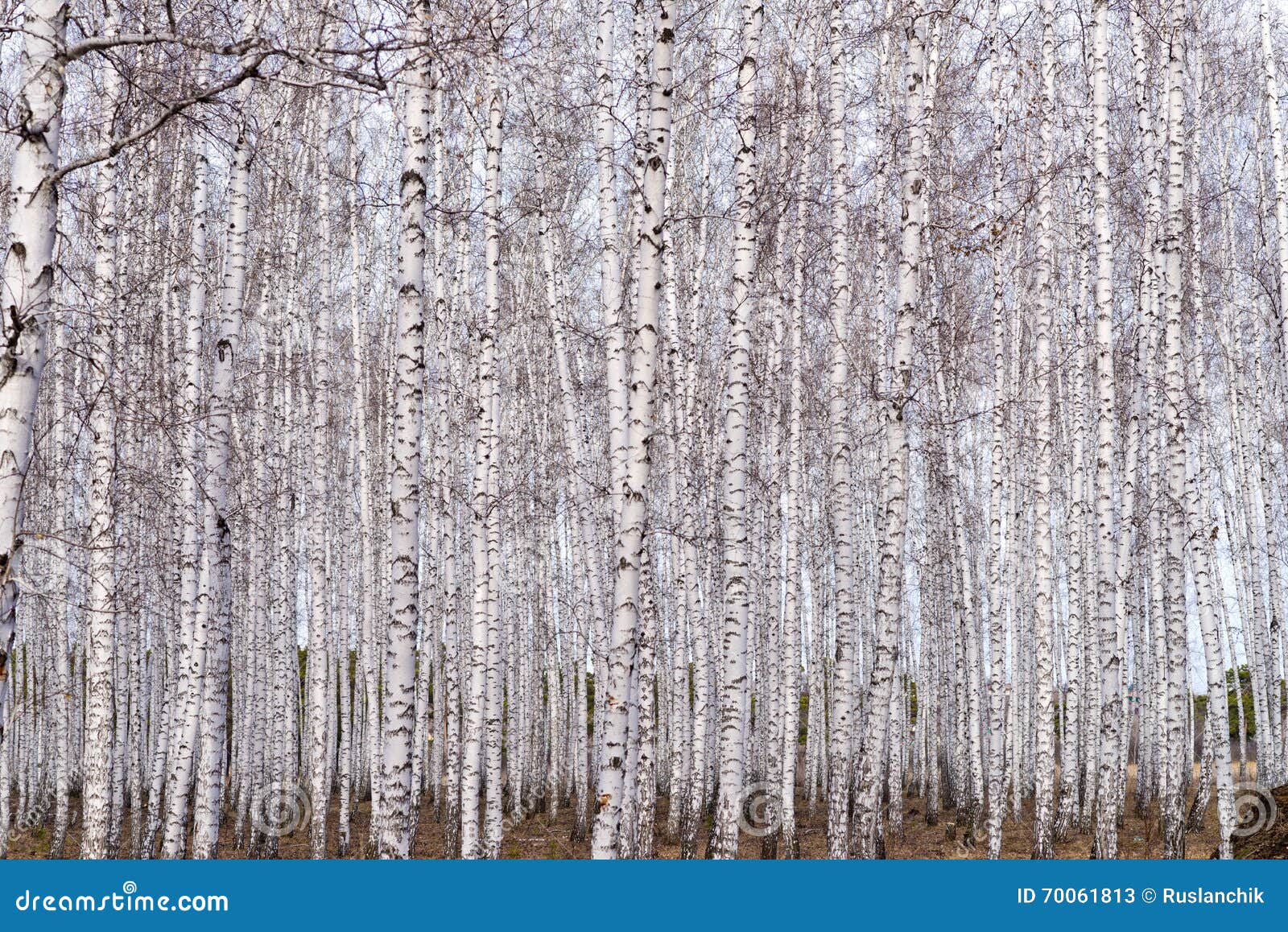 Spring birch forest stock image. Image of rural, canada - 70061813