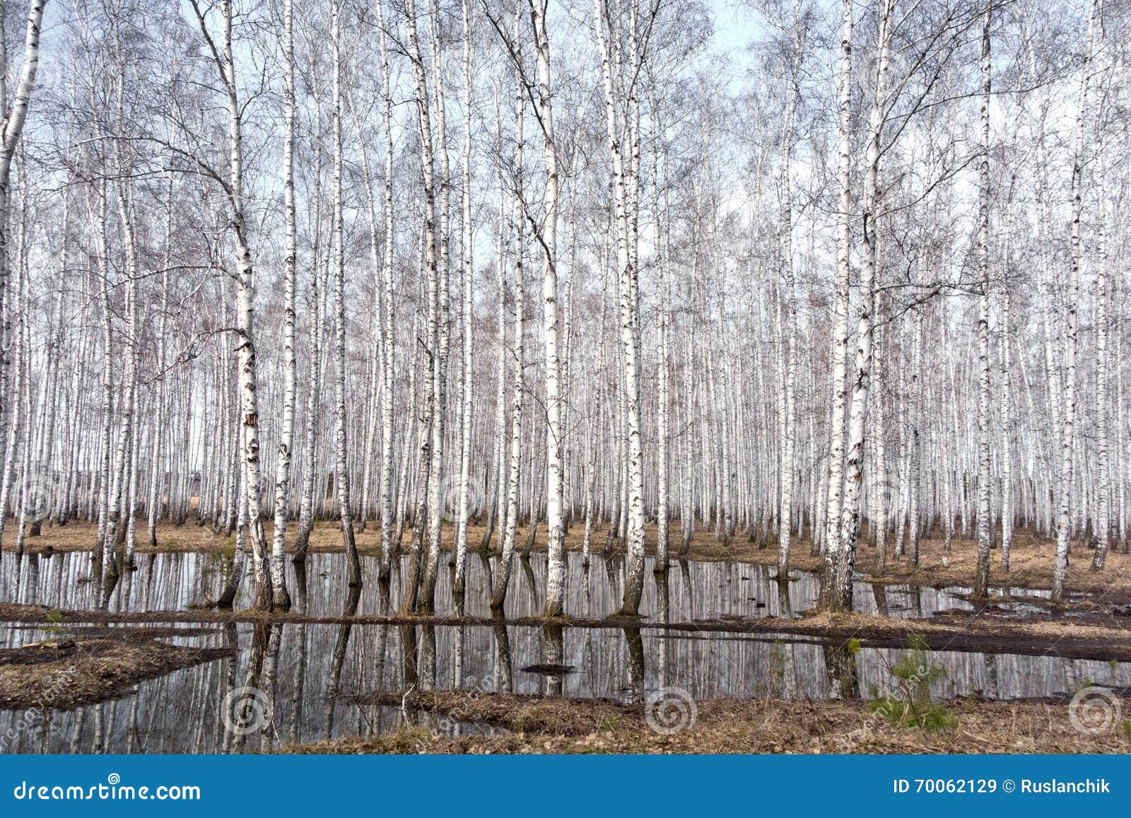 Spring birch forest stock image. Image of plant, russia - 70062129