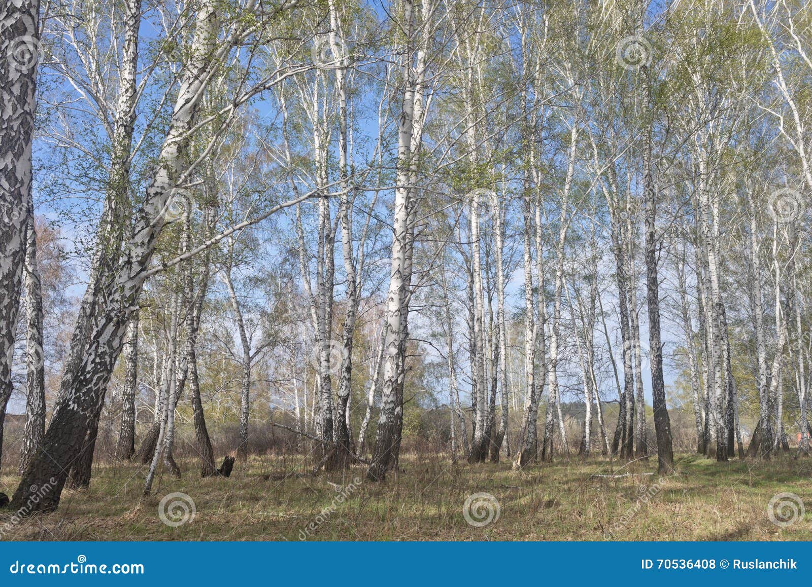 Spring birch forest stock photo. Image of branch, grove - 70536408