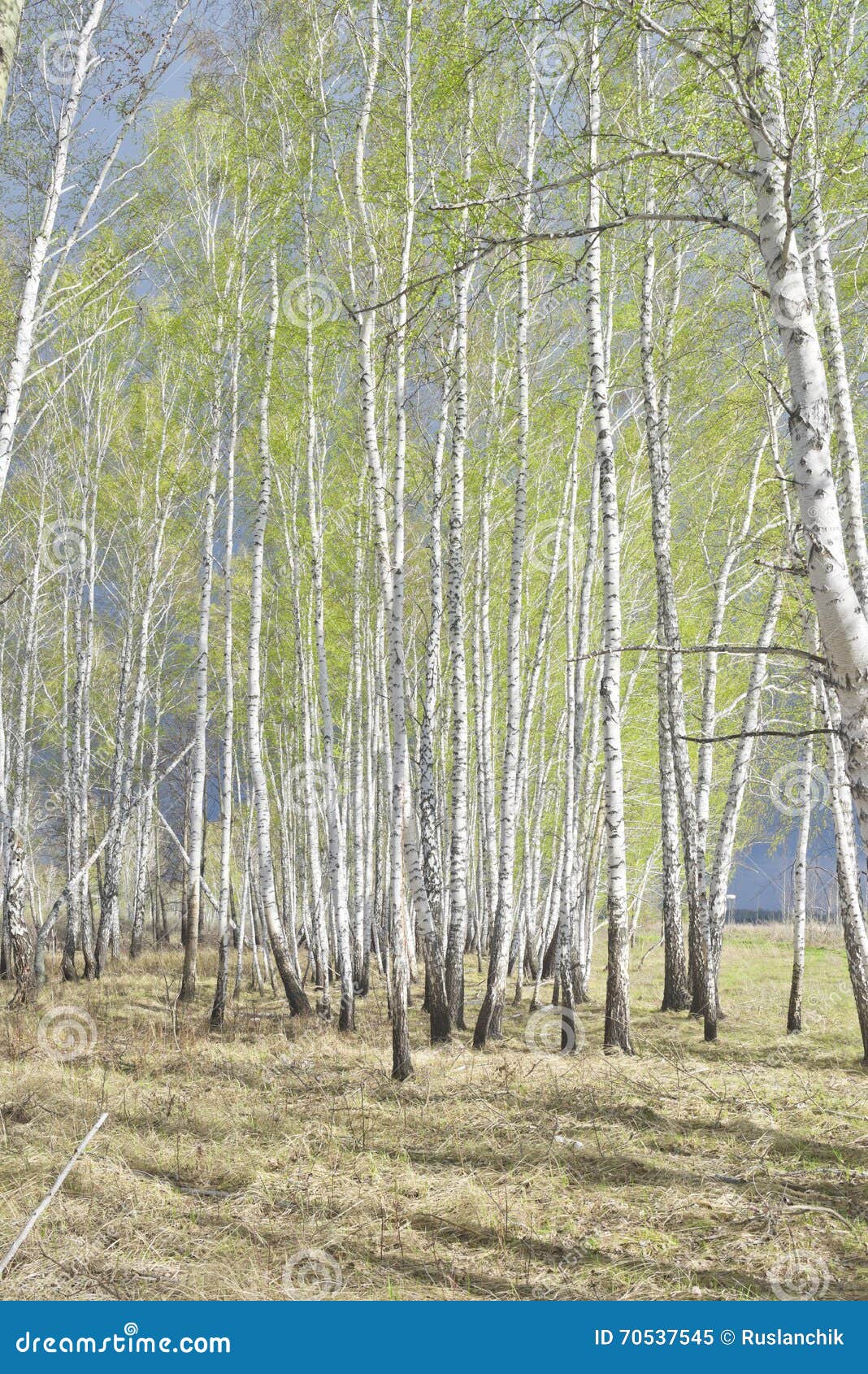 Spring birch forest stock image. Image of environment - 70537545