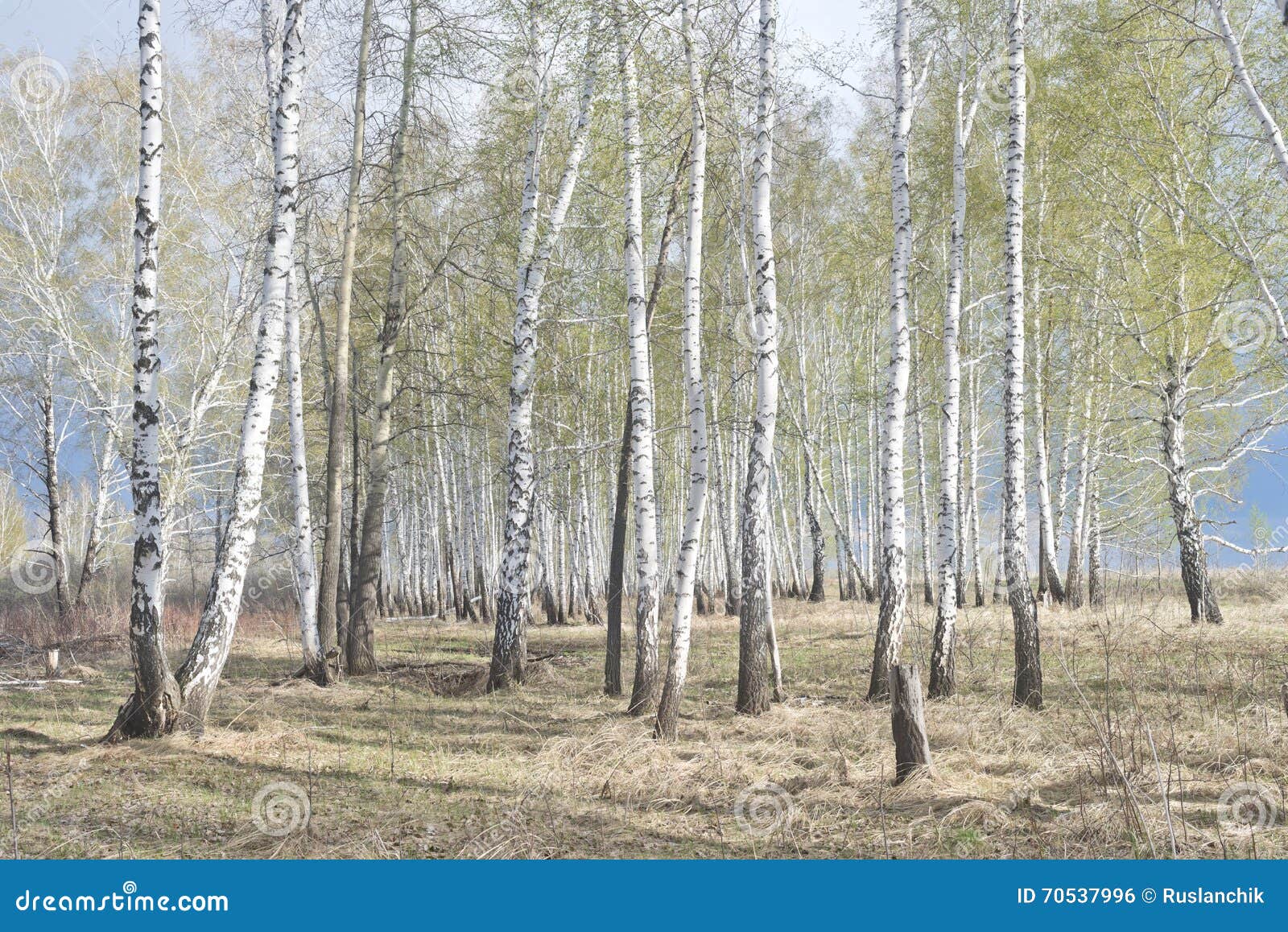 Spring birch forest stock photo. Image of wallpaper, blue - 70537996