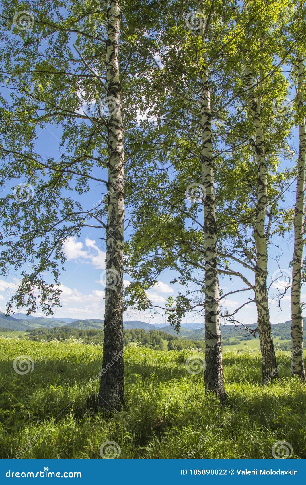 Spring Birch Forest, Grass and Blue Sky Stock Photo - Image of leaf ...