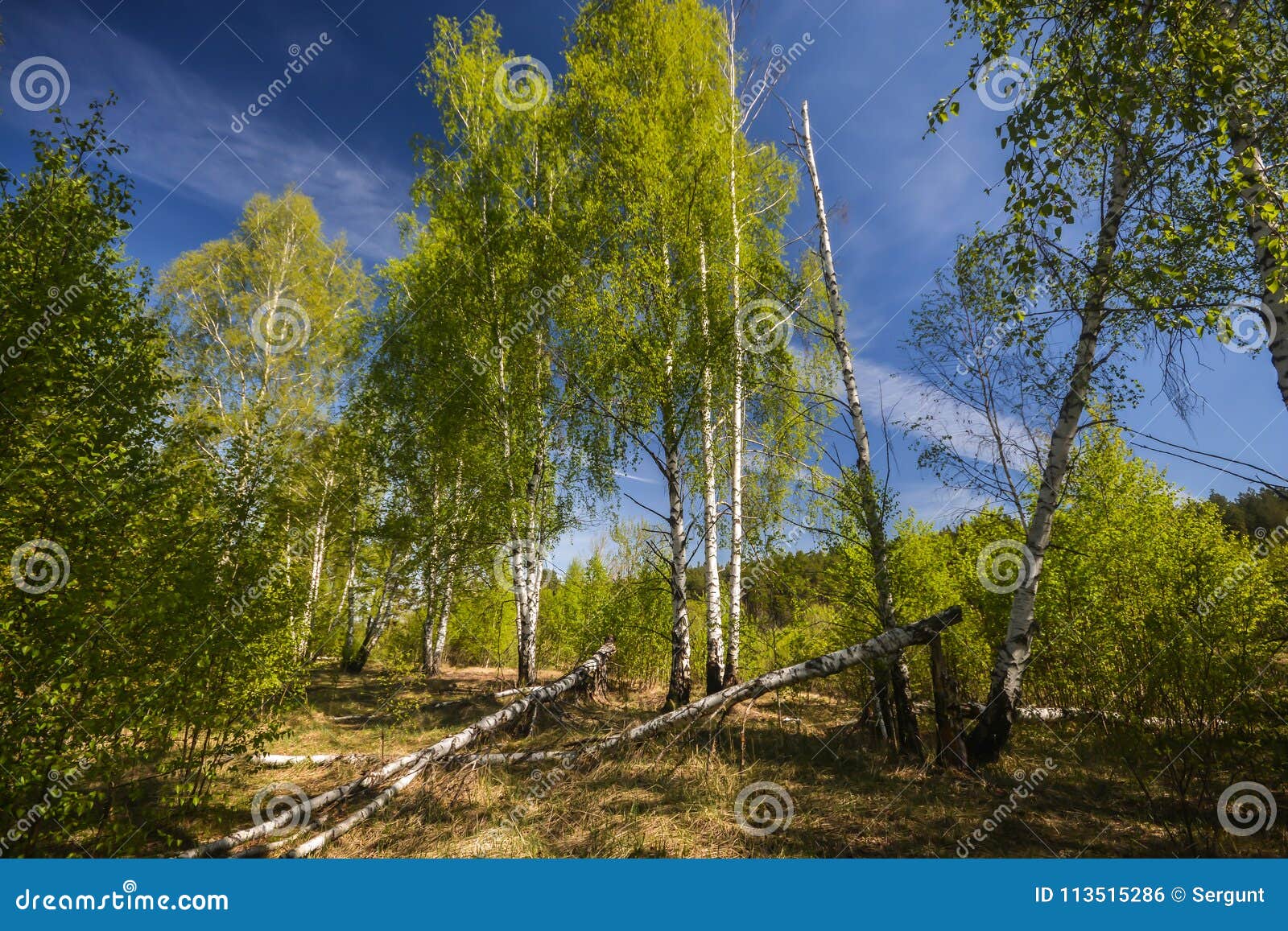 Spring birch forest. stock photo. Image of grove, scene - 113515286