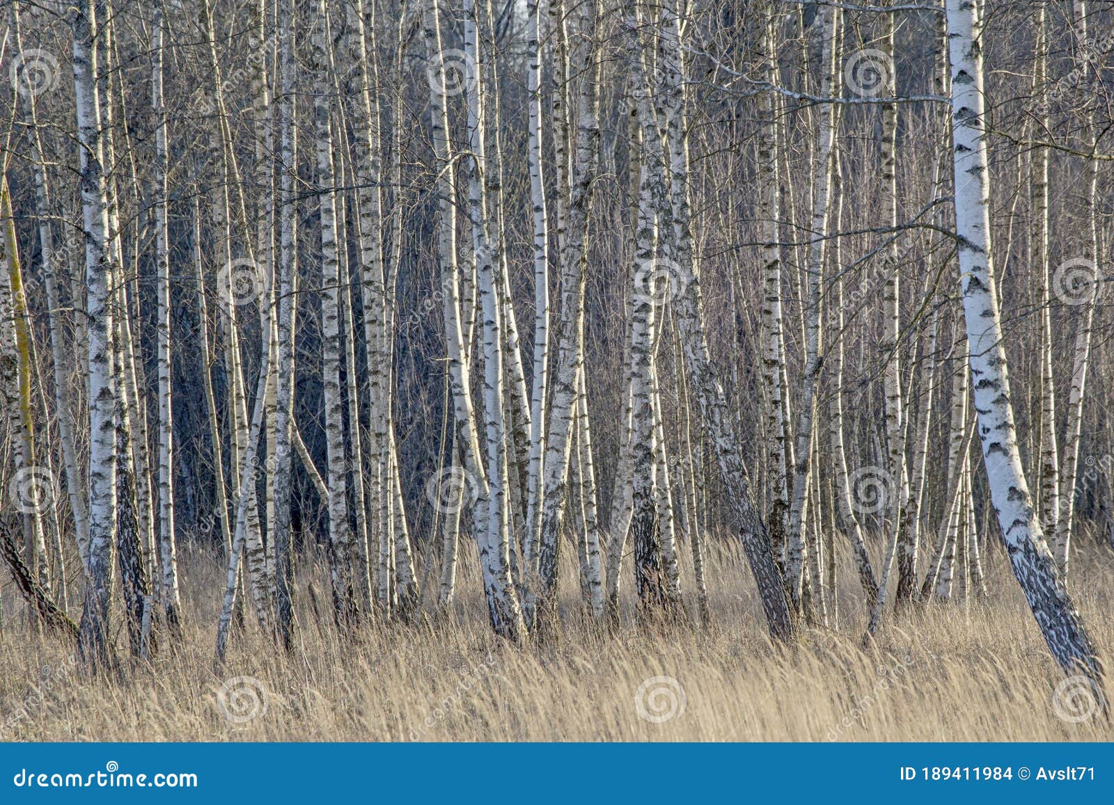 Spring in the Birch Forest. Stock Photo - Image of marsh, bush: 189411984