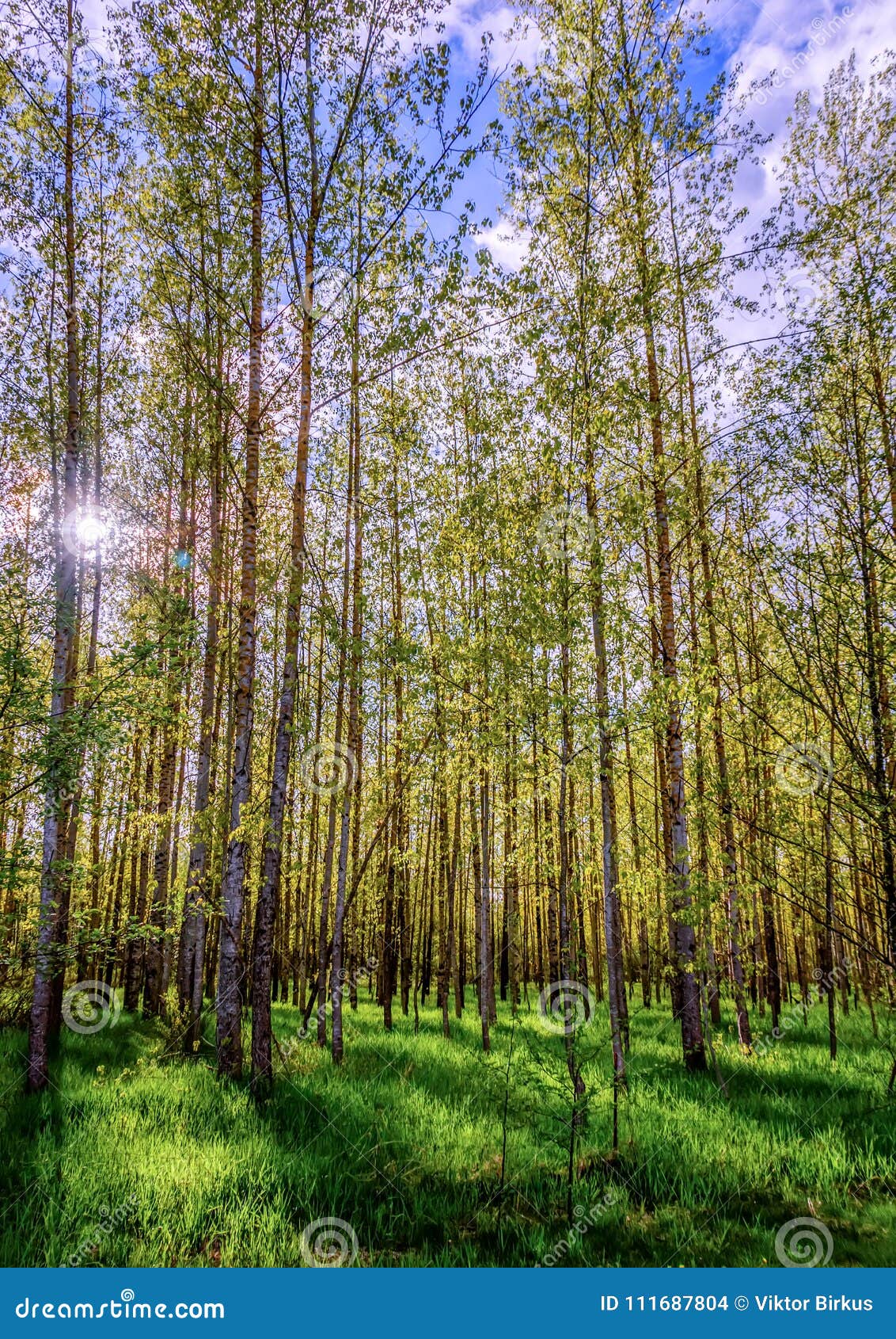 Spring Birch Forest, with Tall Trees with White Bark and Small L Stock ...