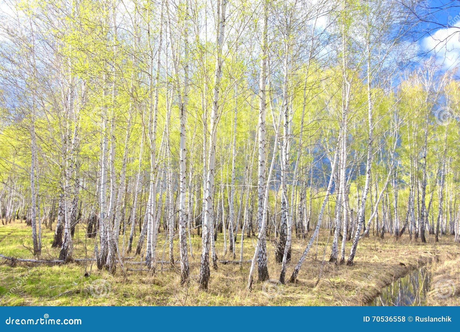 Spring birch forest stock photo. Image of color, bright - 70536558