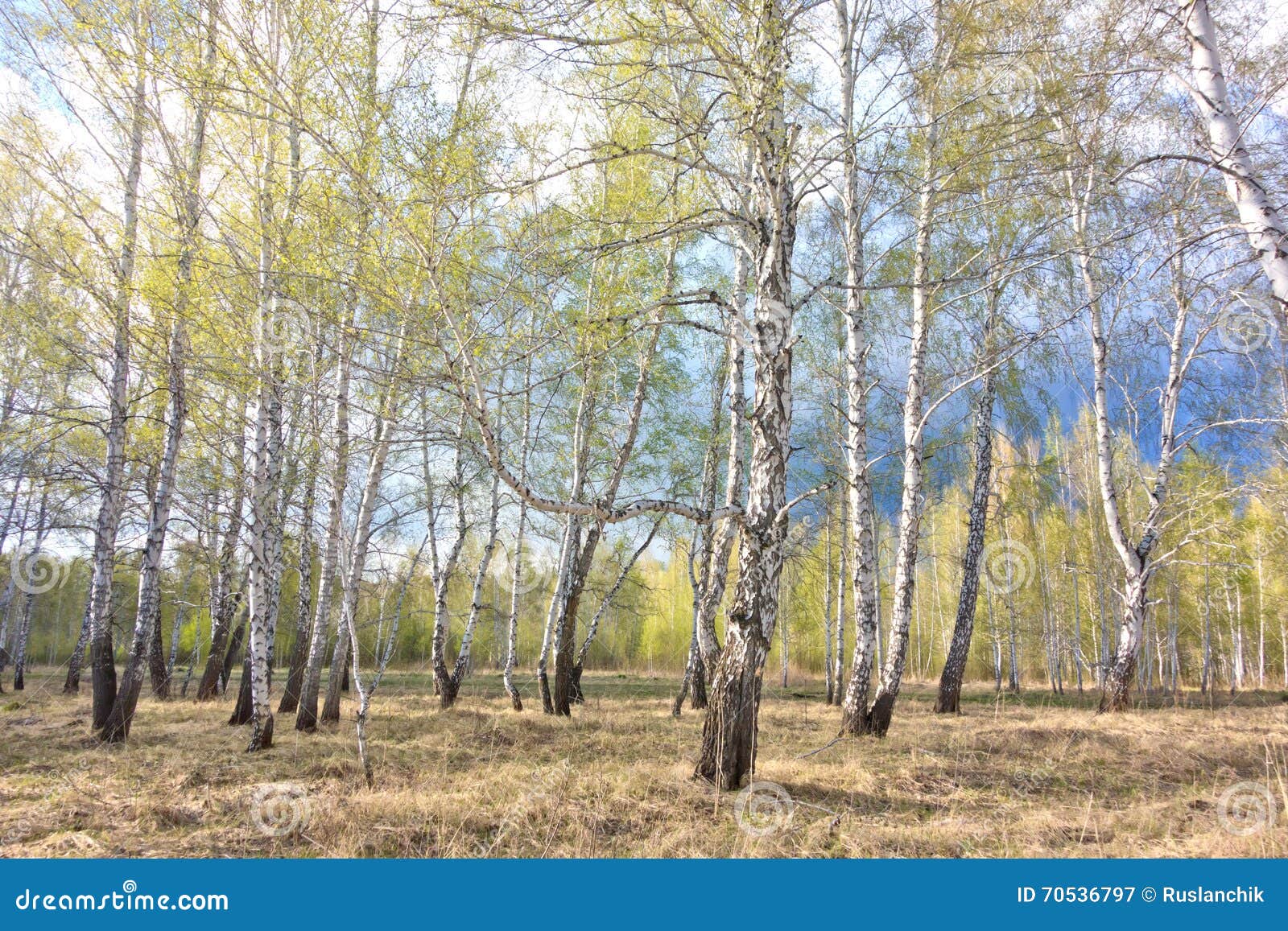 Spring birch forest stock image. Image of scene, grove - 70536797