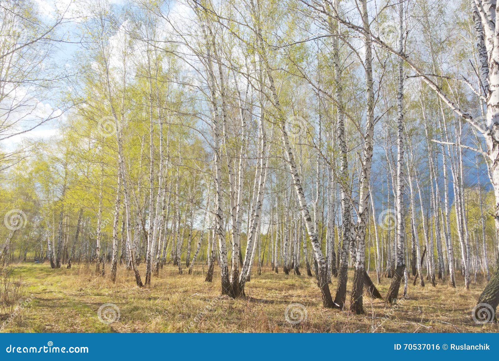 Spring birch forest stock photo. Image of scene, park - 70537016