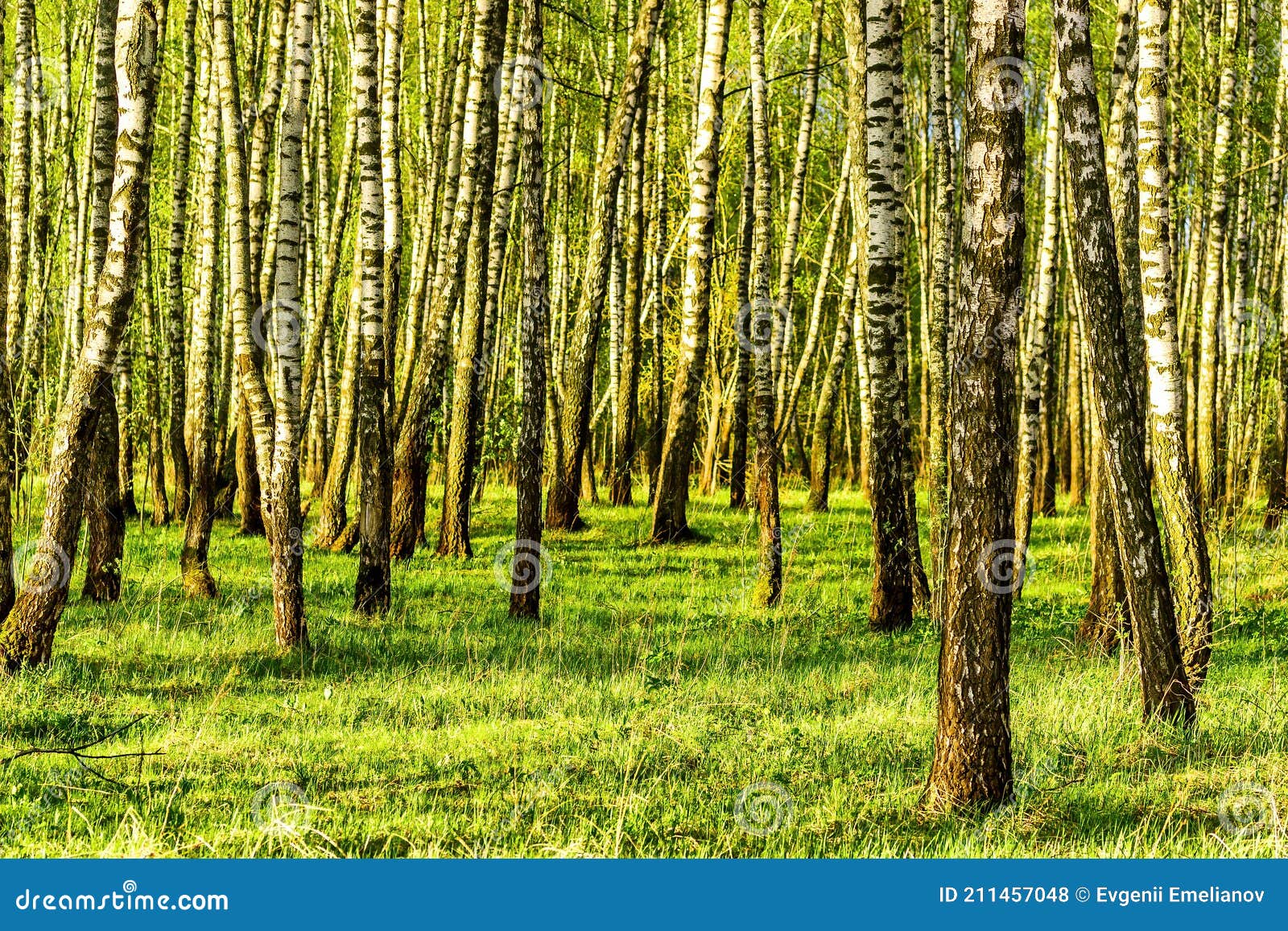 Spring Birch Forest with Young Green Leaves Stock Photo - Image of ...